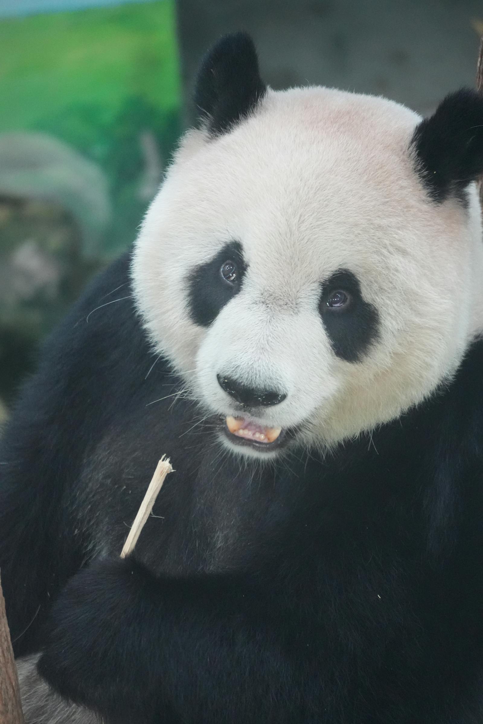 Giant Panda Photos, Download The BEST Free Giant Panda Stock Photos ...