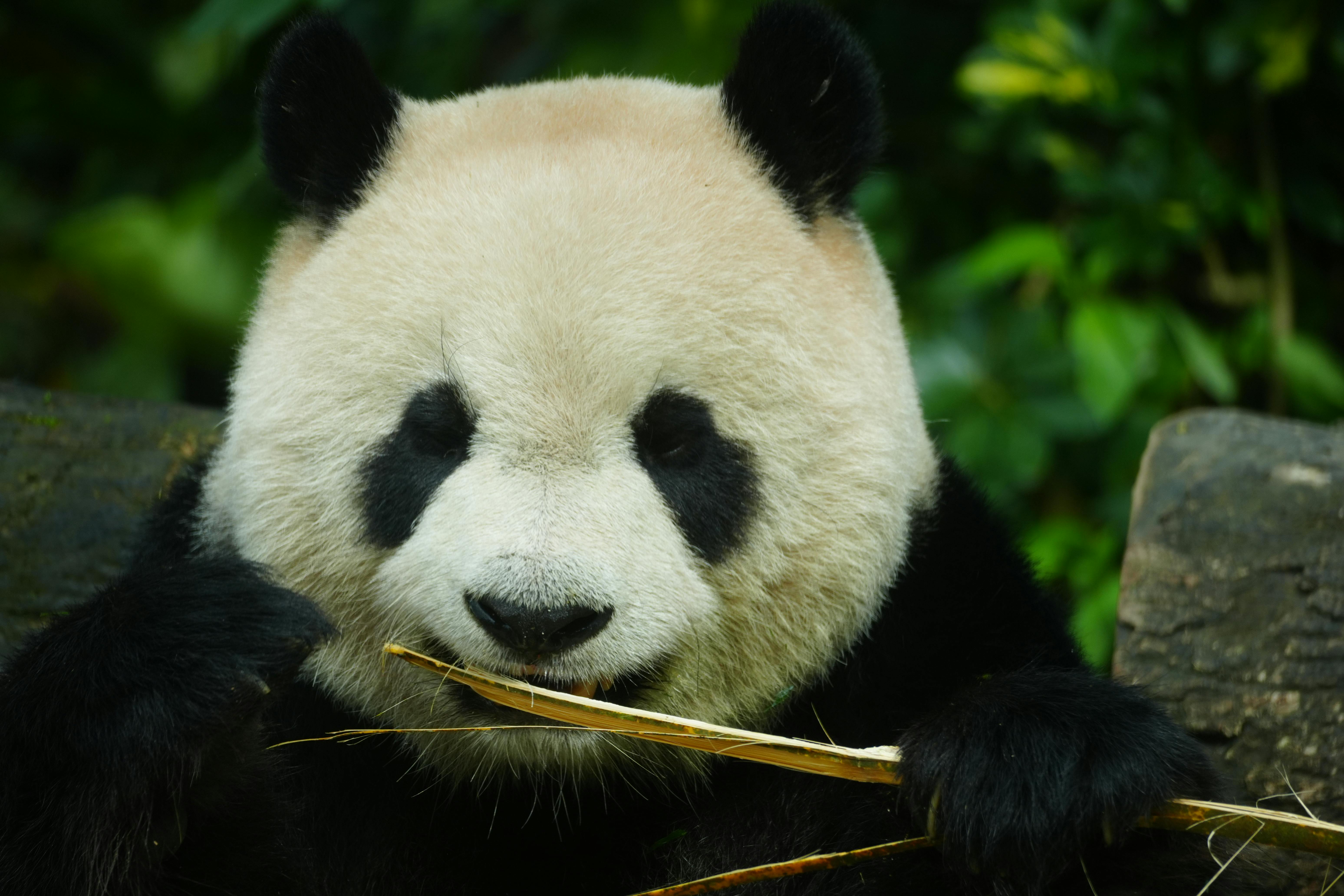 Adorable Giant Panda Eating Bamboo in Nature · Free Stock Photo