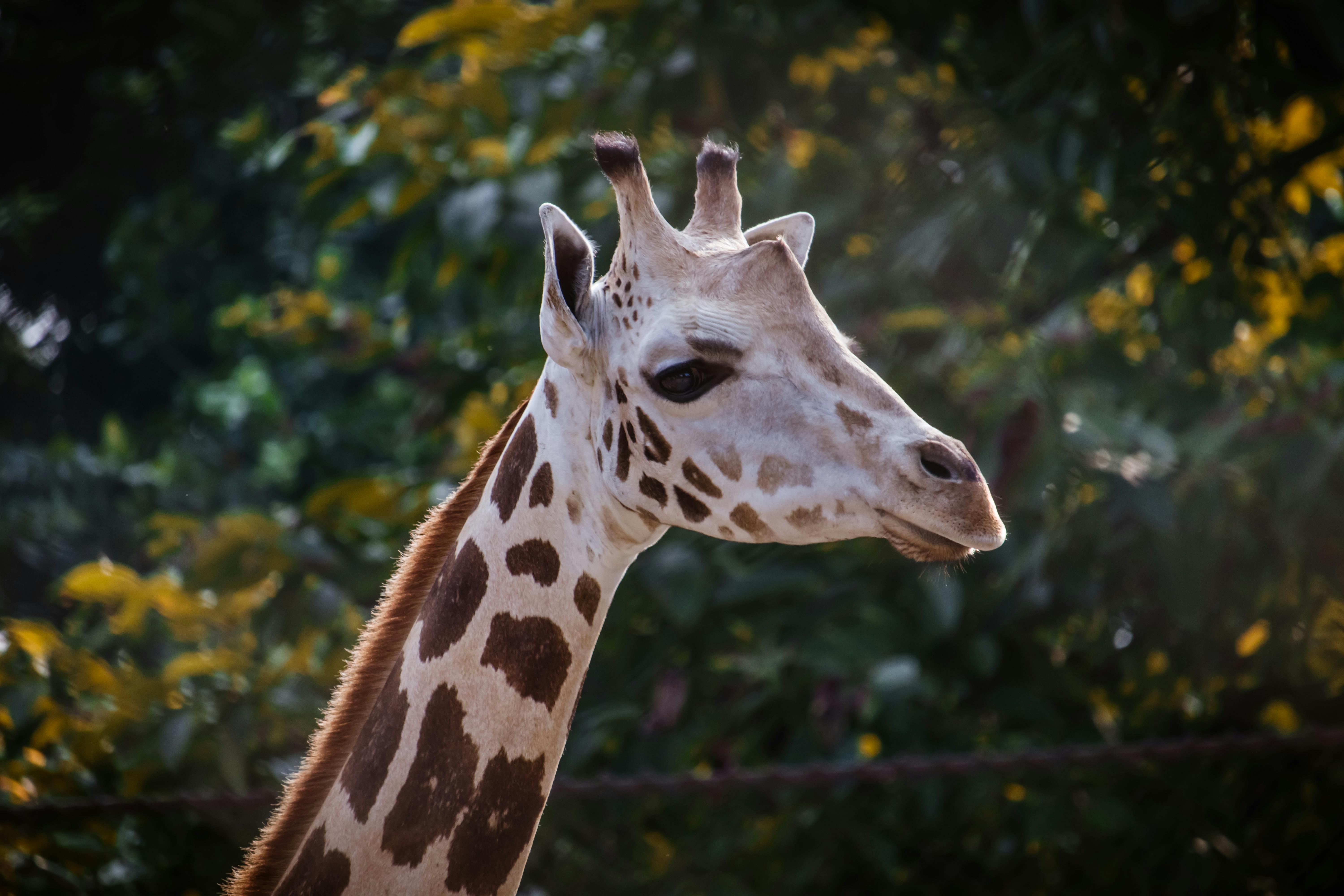Brown Giraffe · Free Stock Photo