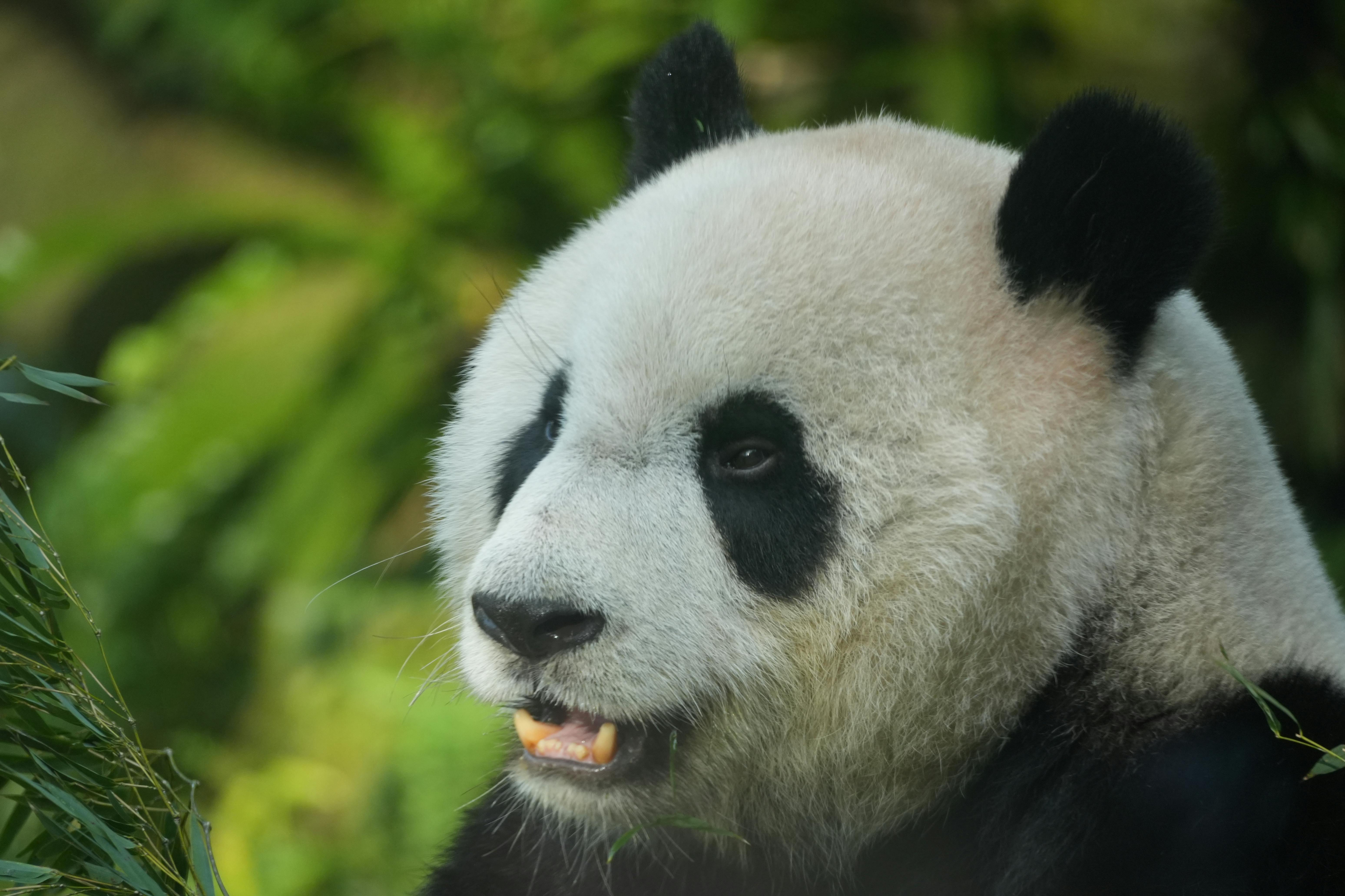 Gros Plan D'un Panda Géant Dans Son Habitat Naturel · Photo gratuite
