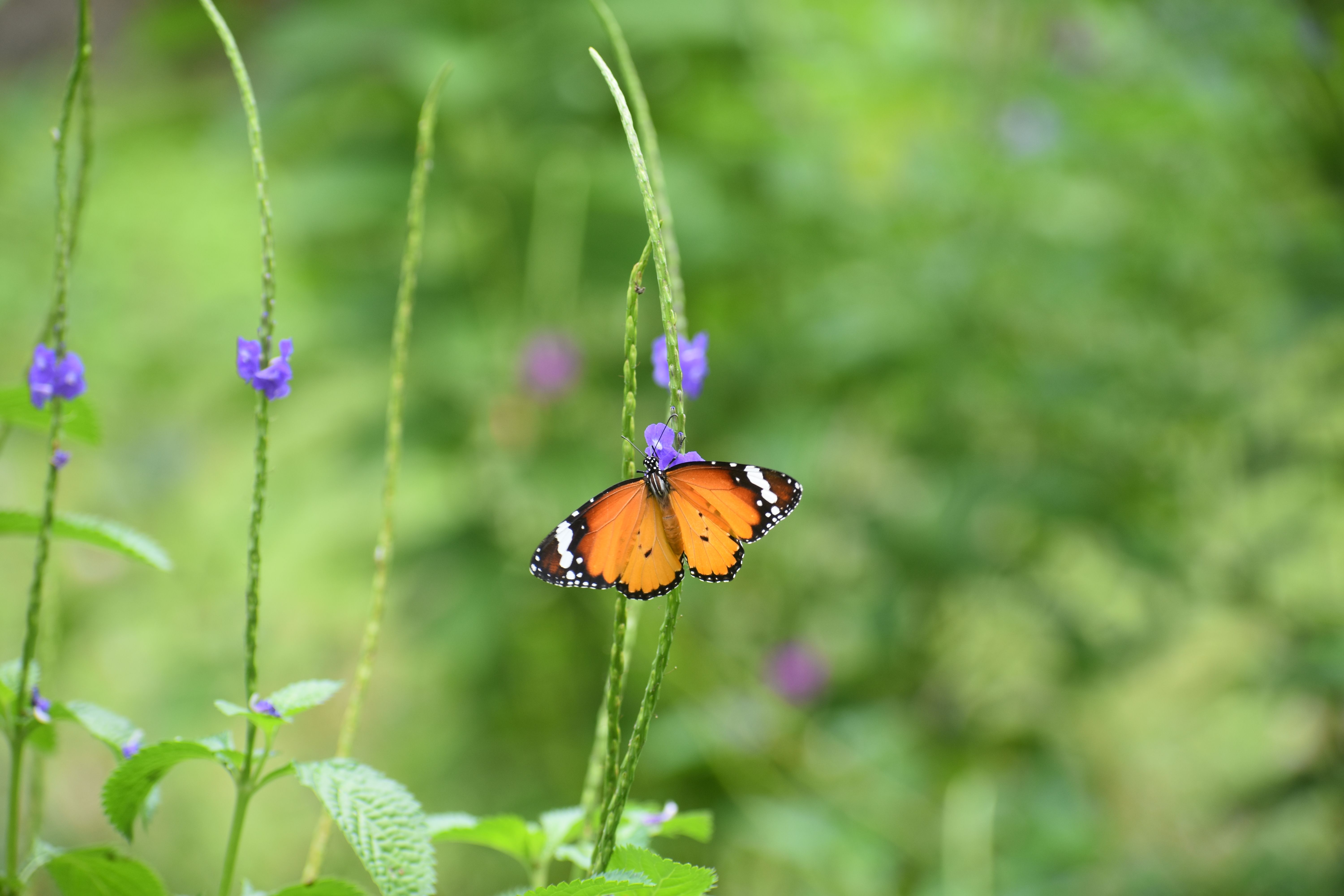 Butterfly++Imnges Photos, Download The BEST Free Butterfly++Imnges ...
