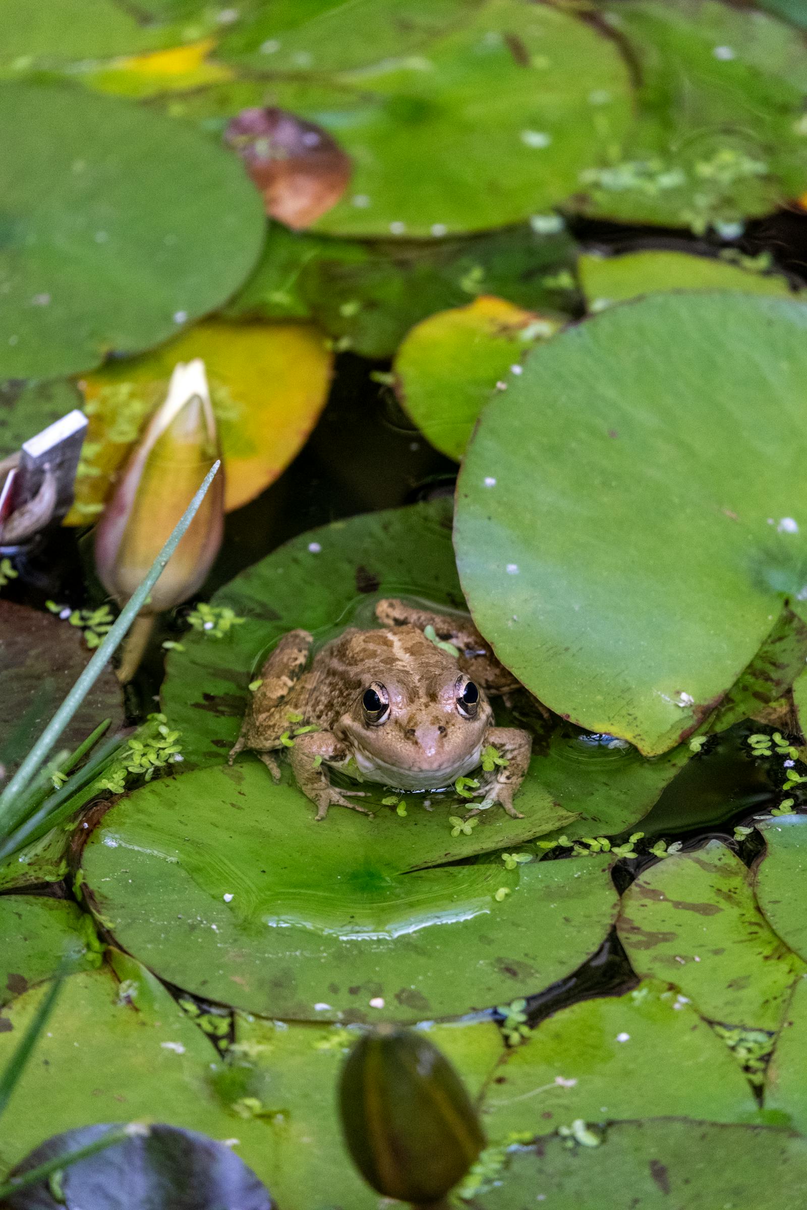 4k Pond Photos, Download The BEST Free 4k Pond Stock Photos & HD Images