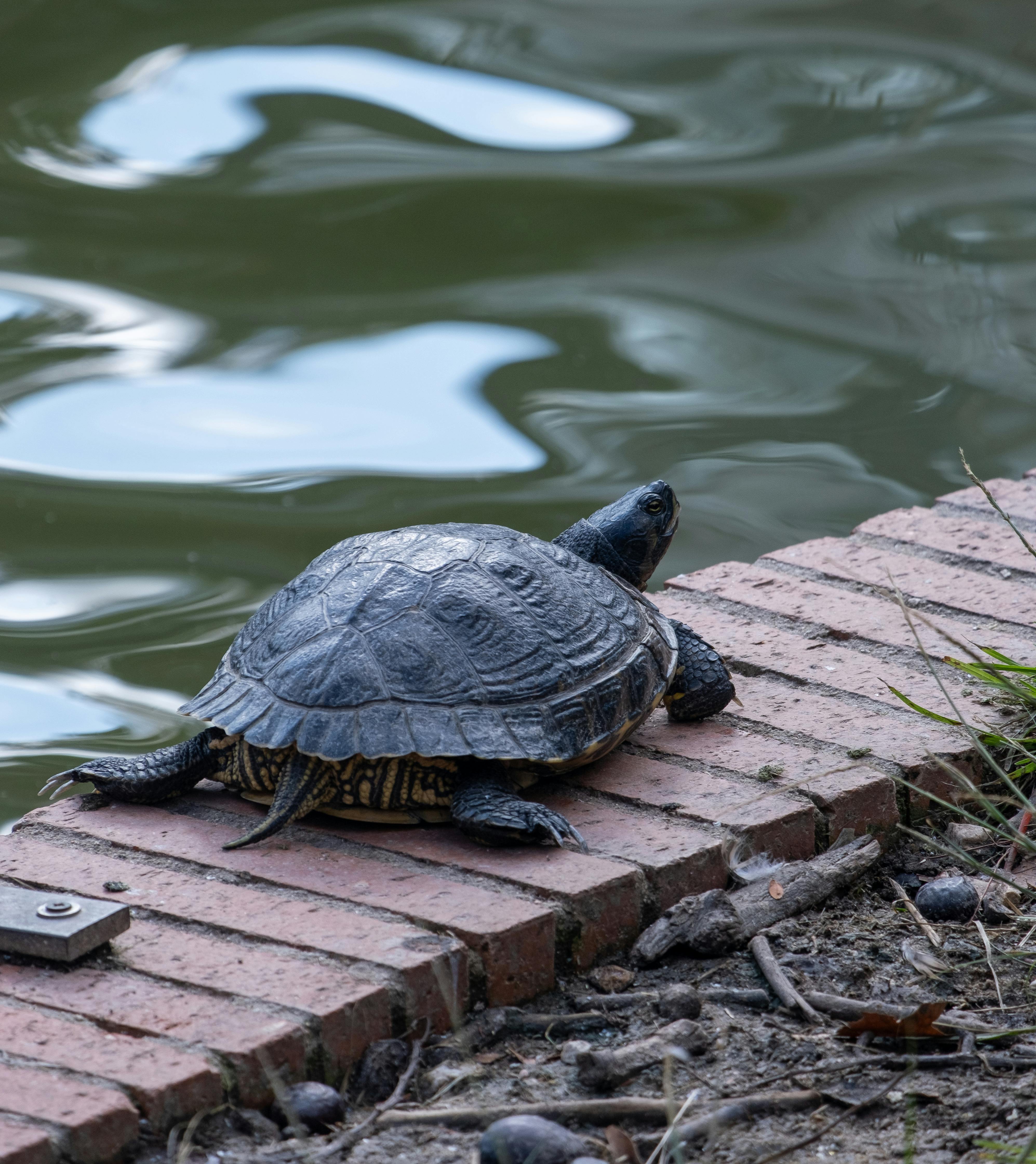 Turtle Sit On The Edge Of Water Photos, Download The BEST Free Turtle ...