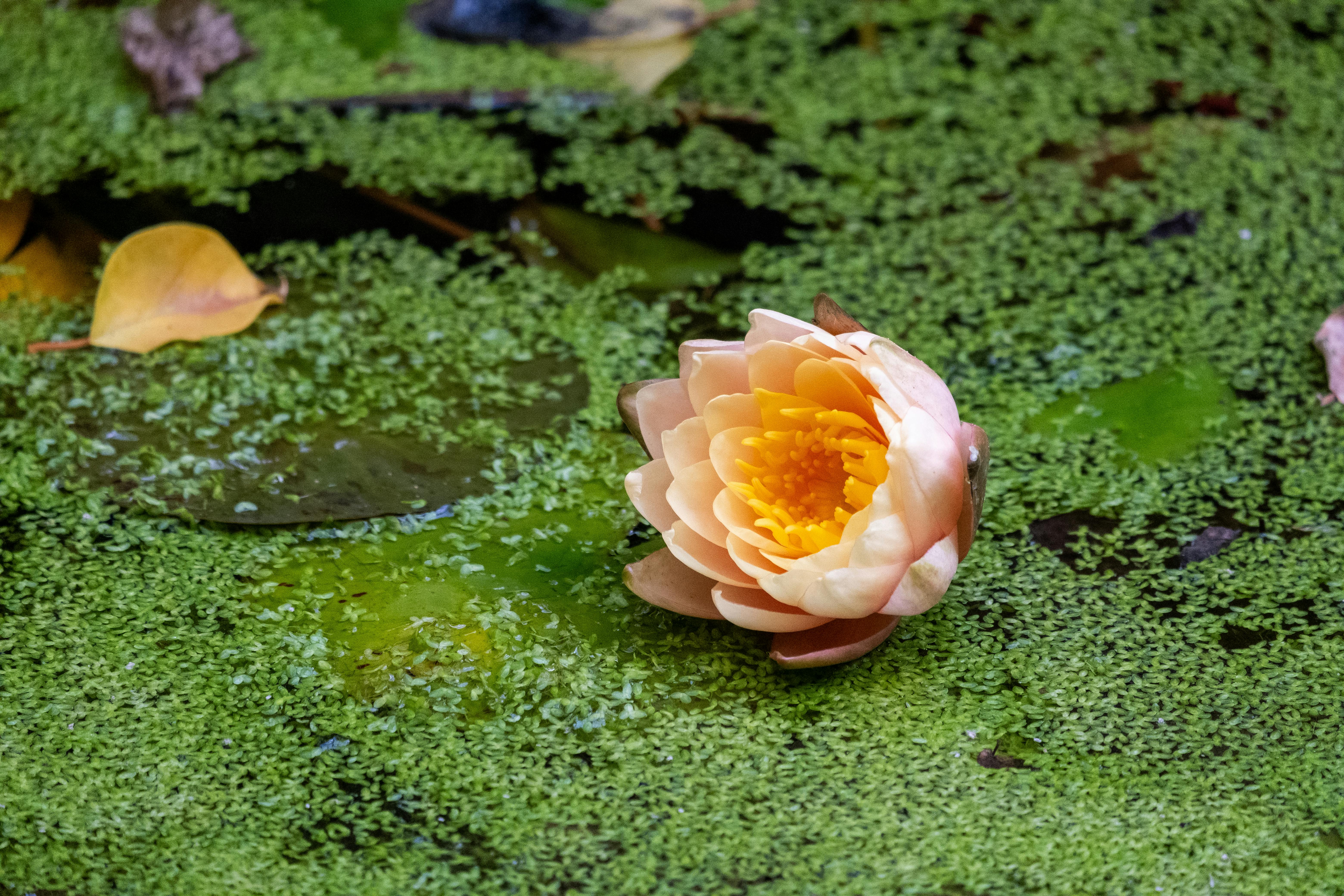 Cala Lily Flower Photos, Download The BEST Free Cala Lily Flower Stock ...