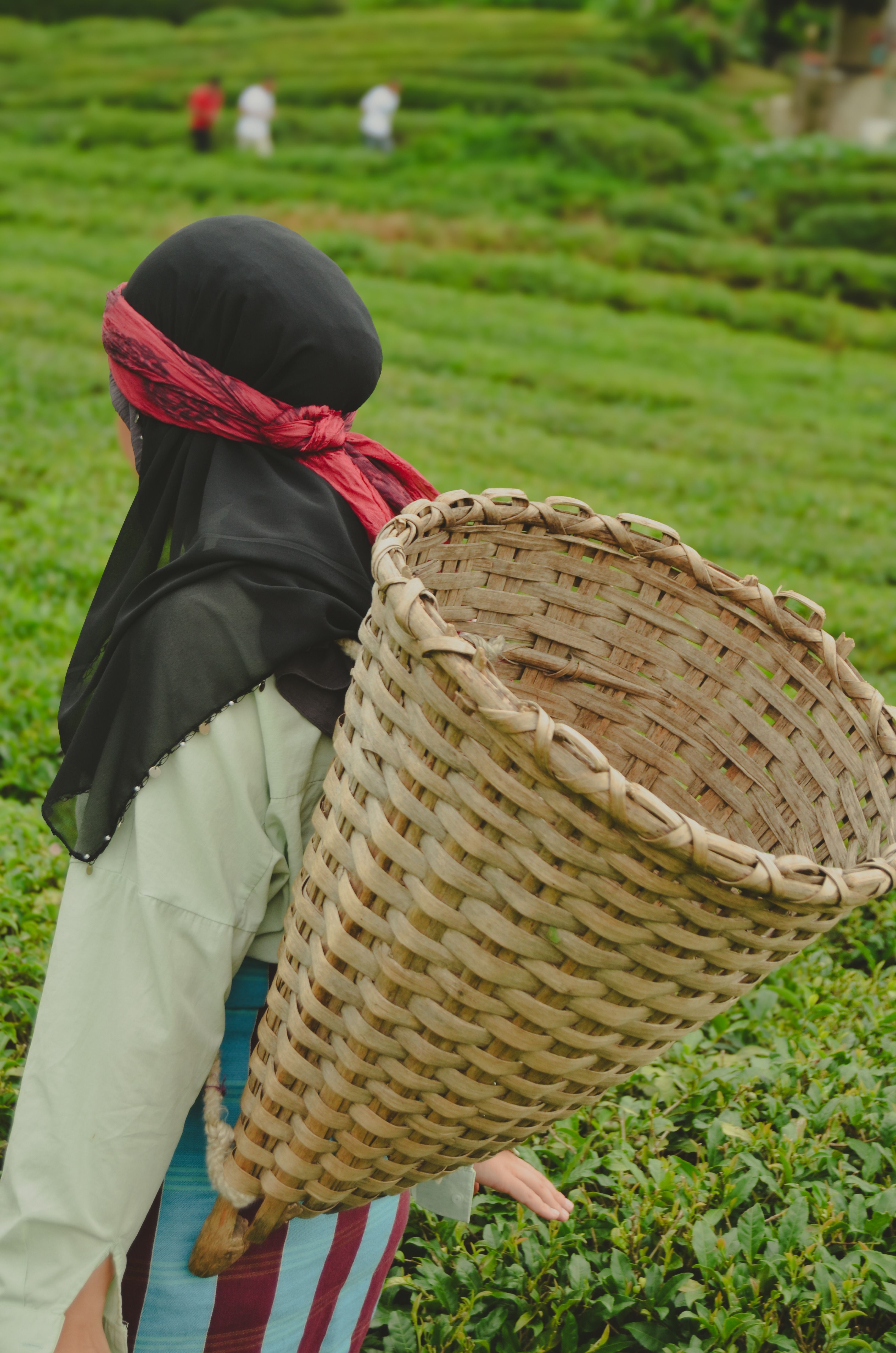 Cosechadora De Té Tradicional En Campos Verdes · Foto de stock gratuita