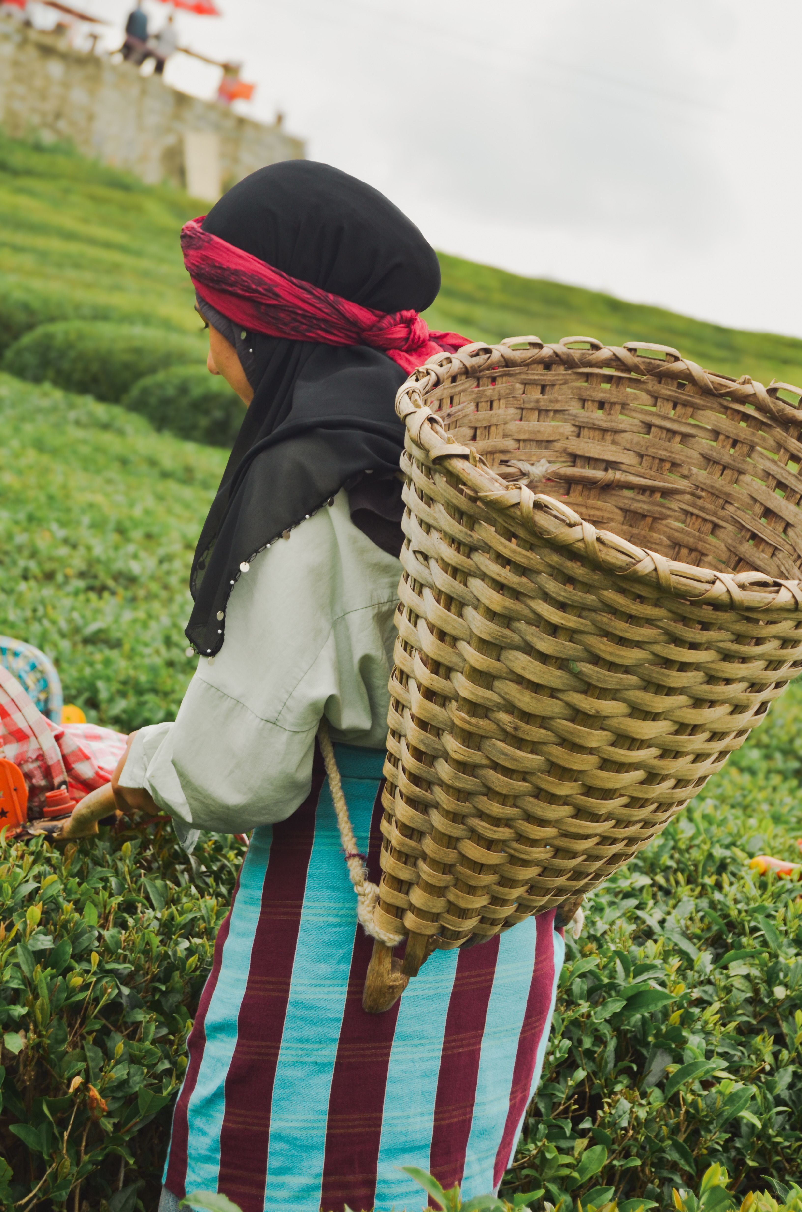 Recolección Tradicional De Té En Plantaciones Rurales · Foto de stock ...