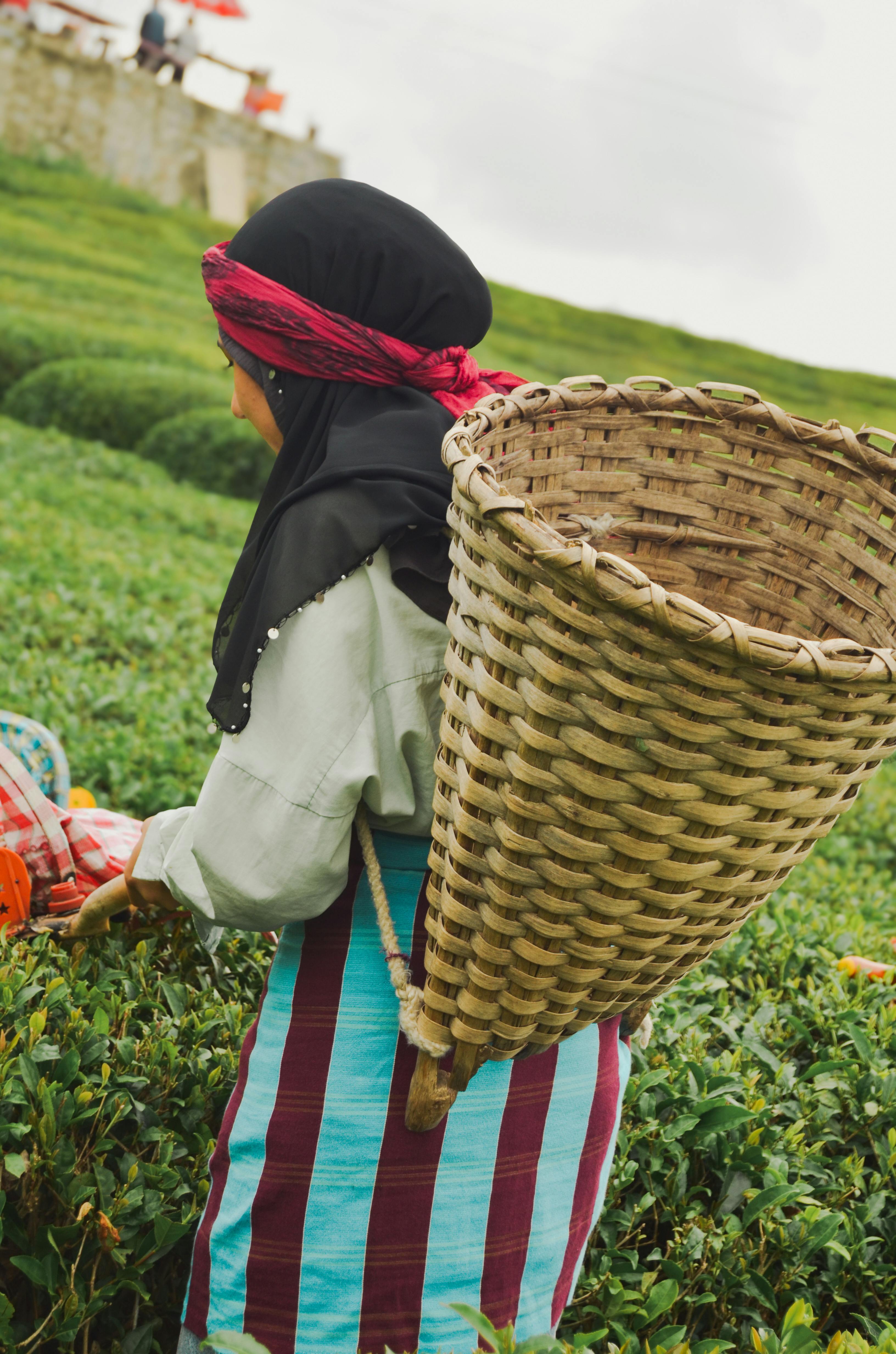 Traditional Tea Harvesting in Rural Plantation · Free Stock Photo
