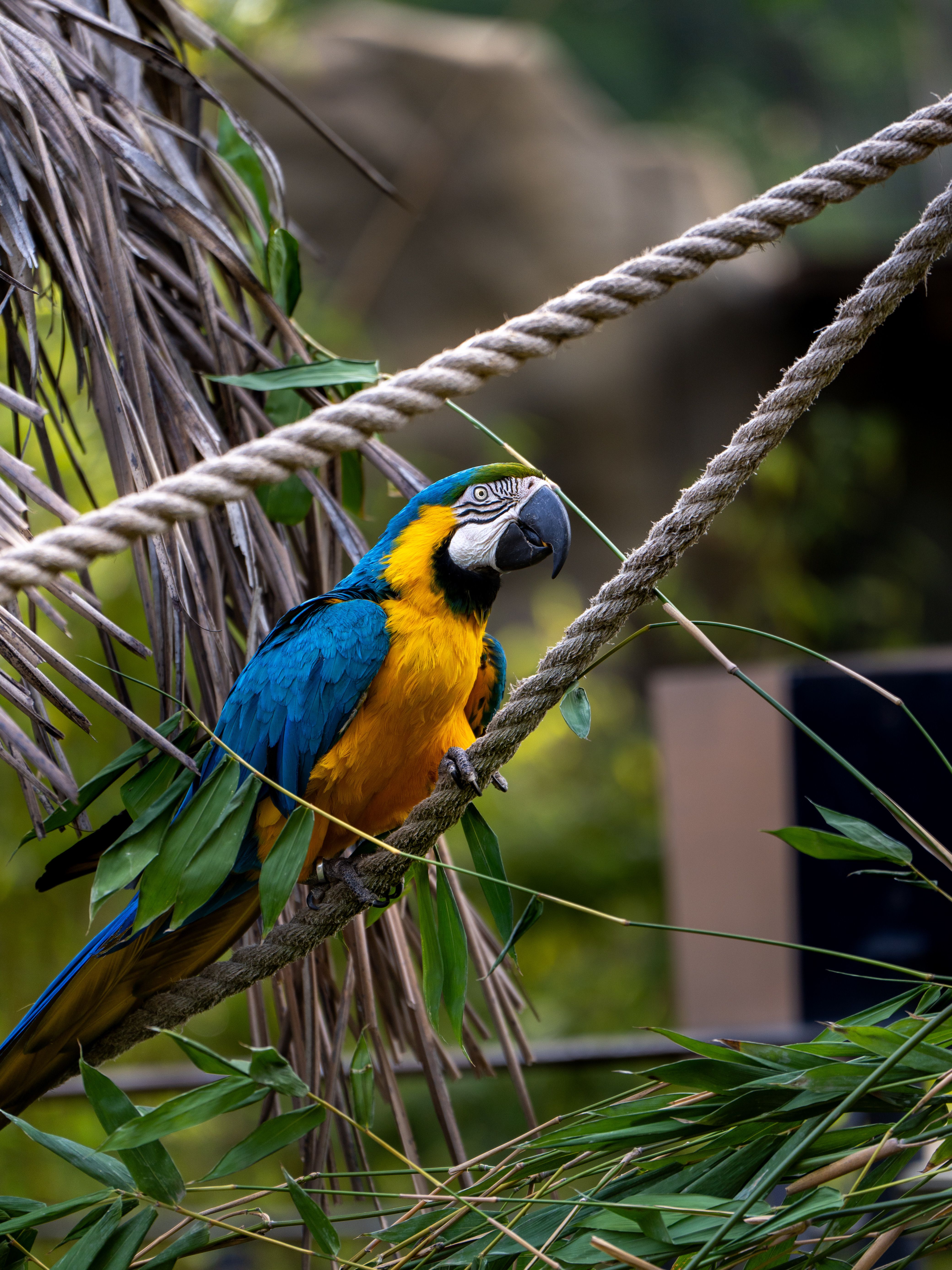 Guacamayo Azul Y Amarillo Vibrante En Su Hábitat Natural · Foto de ...