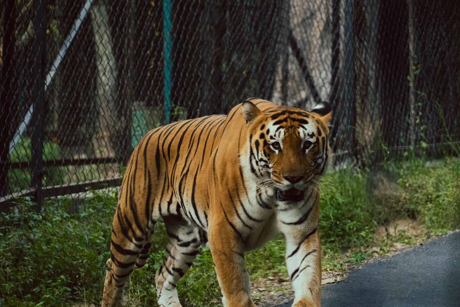 Tiger Picture Photos, Download The BEST Free Tiger Picture Stock Photos ...