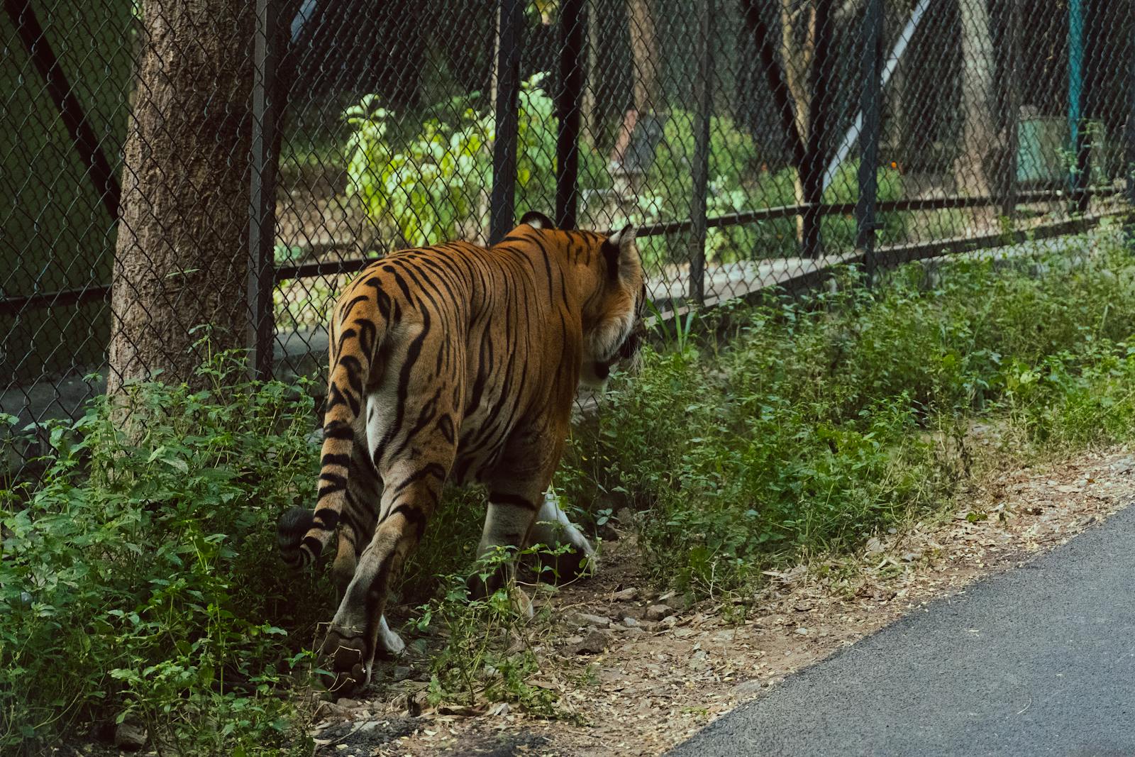 Tiger Picture Photos, Download The BEST Free Tiger Picture Stock Photos ...