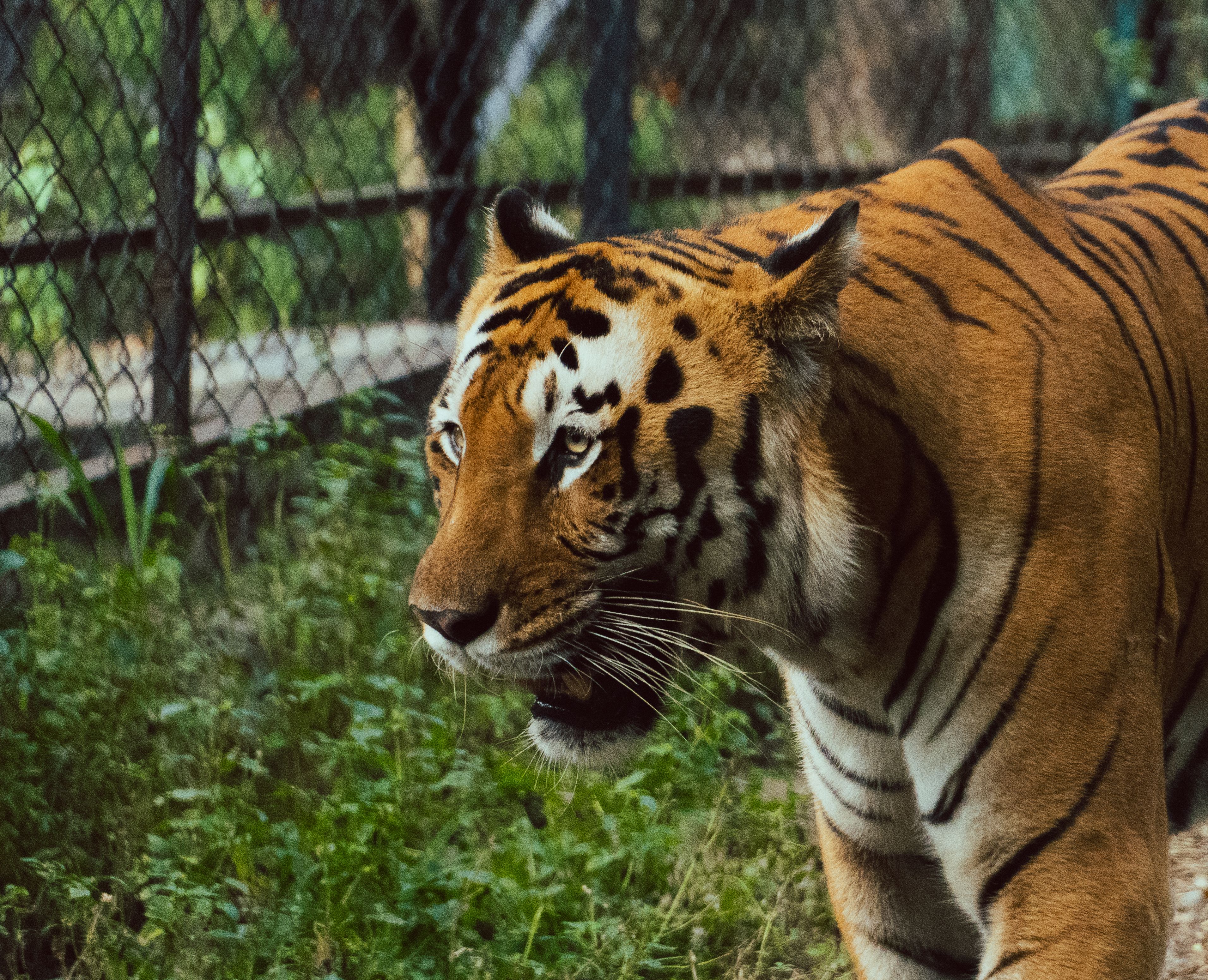 Brown Tiger · Free Stock Photo
