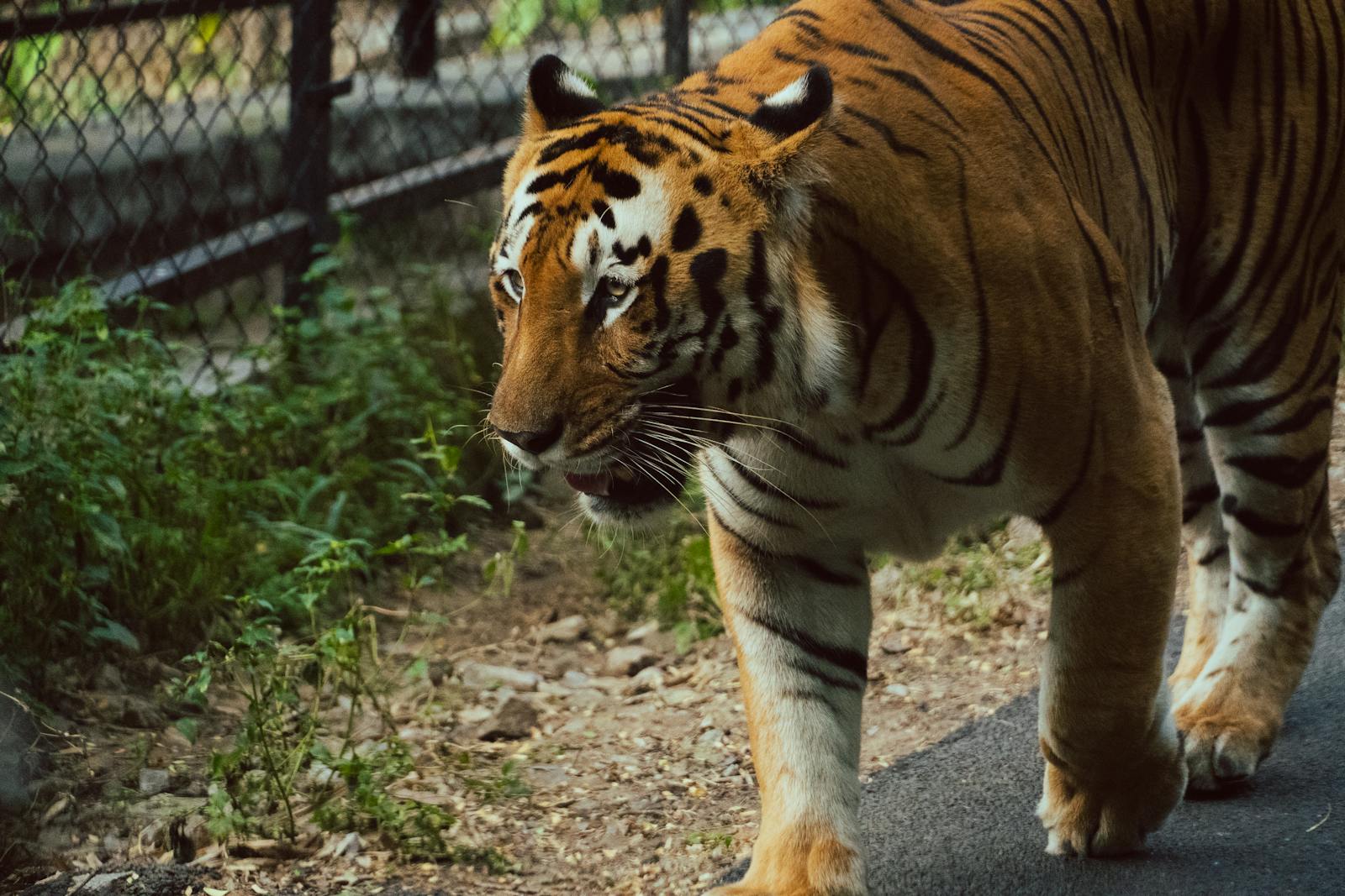 Tiger Pictures Photos, Download The BEST Free Tiger Pictures Stock ...