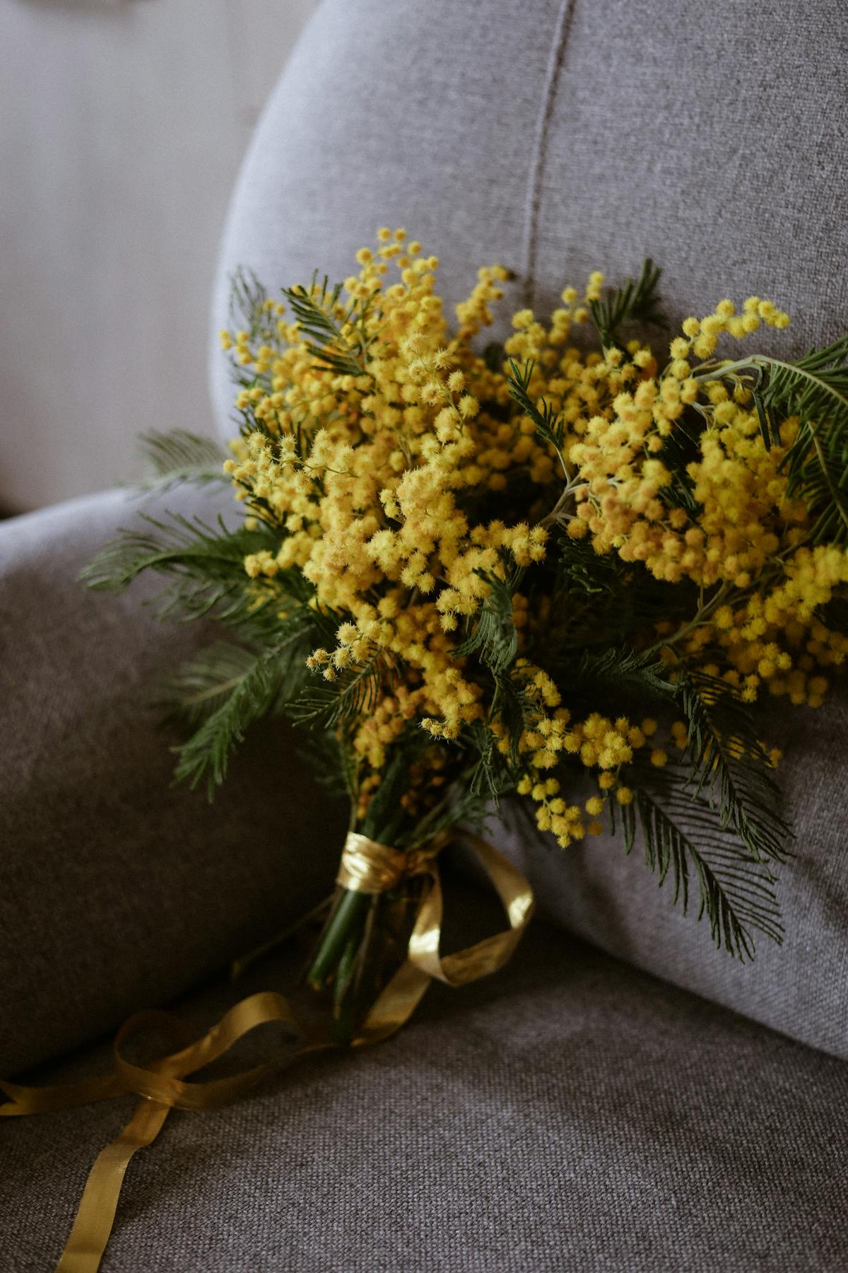 Mimosa Photos, Download The BEST Free Mimosa Stock Photos & HD Images