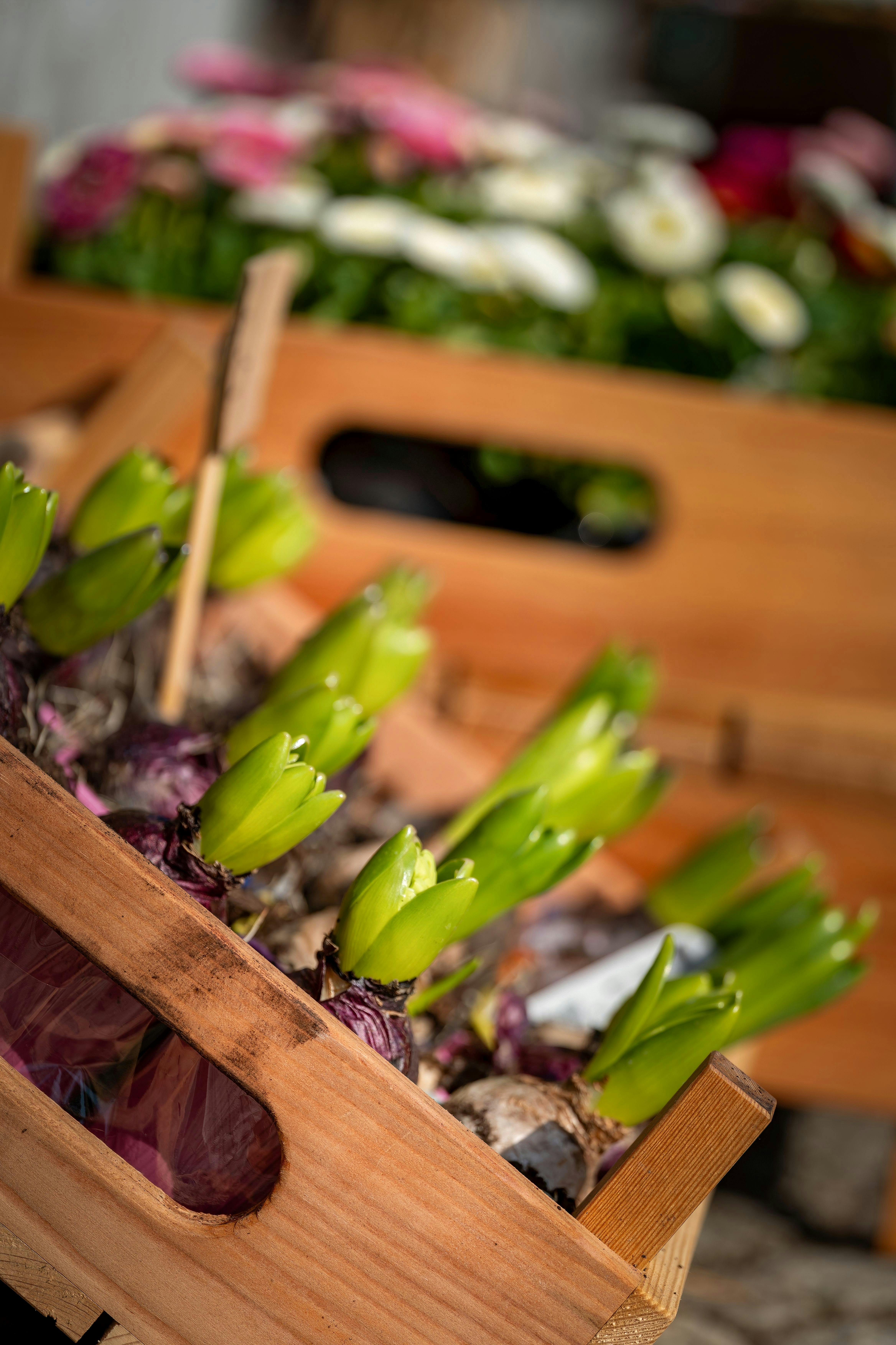 Wooden Crates with Spring Flower Bulbs in Garden · Free Stock Photo