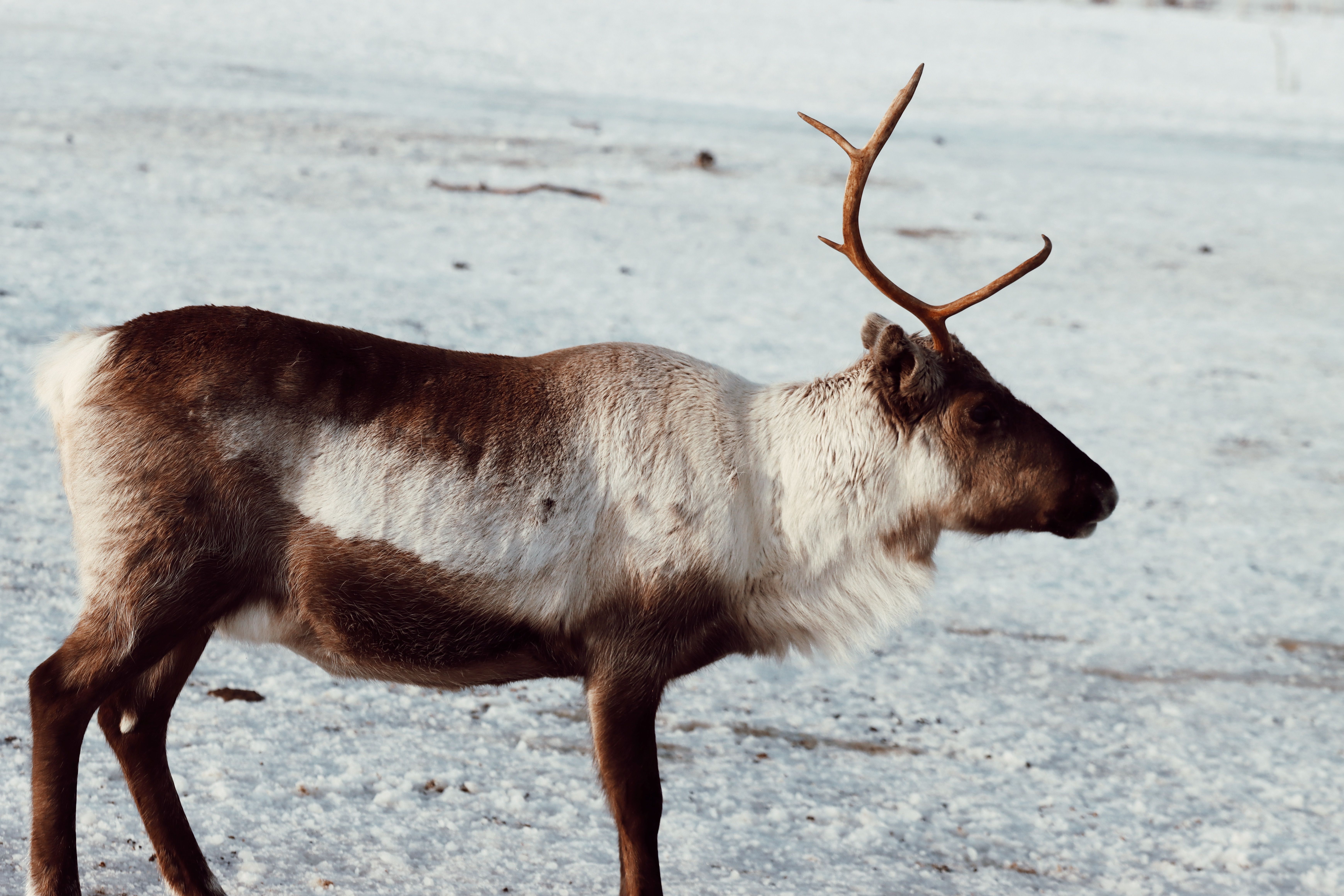 Reindeer in Snowy Tromsø Landscape · Free Stock Photo