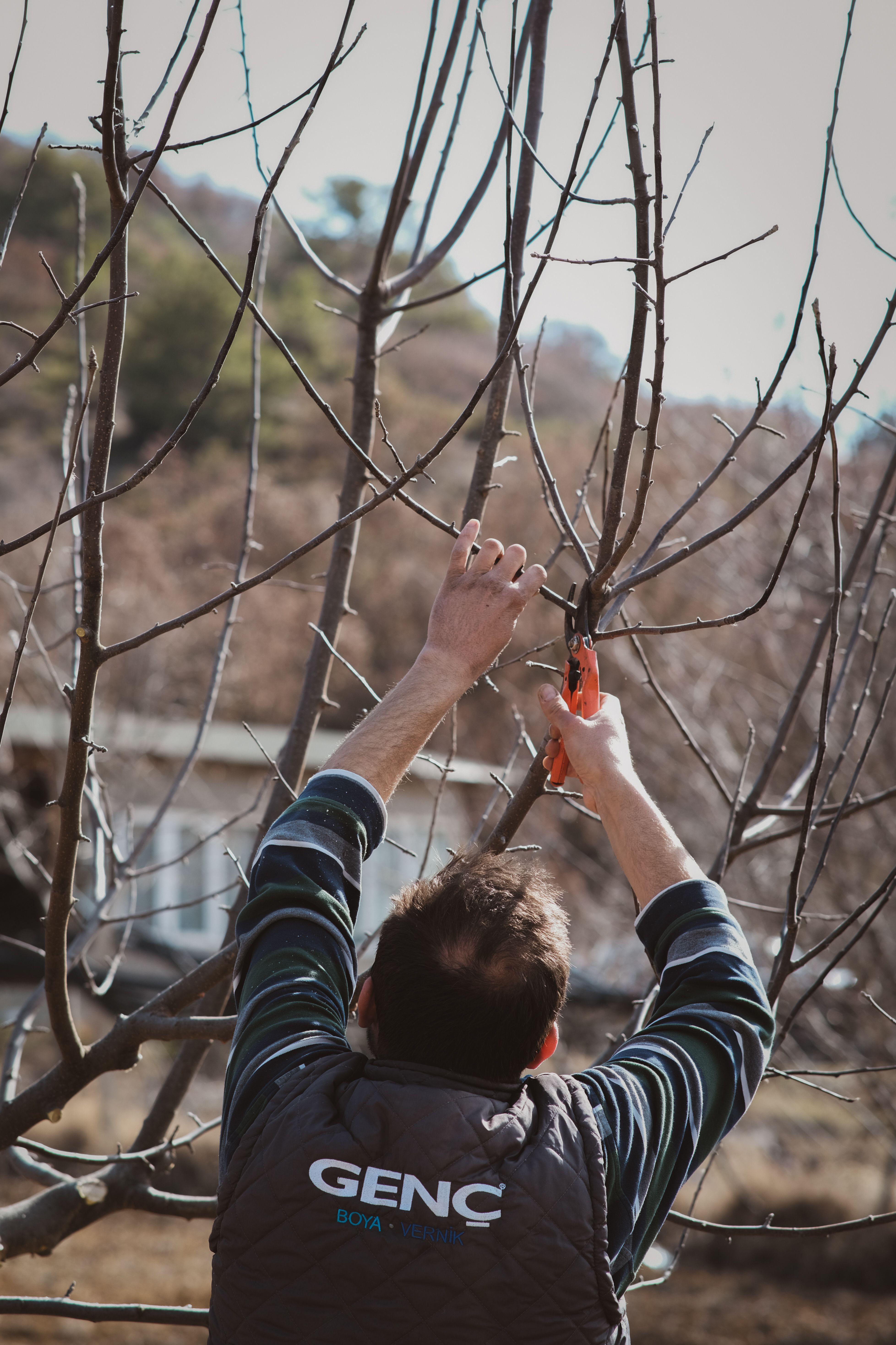 Man Pruning Tree Branches in Early Spring · Free Stock Photo
