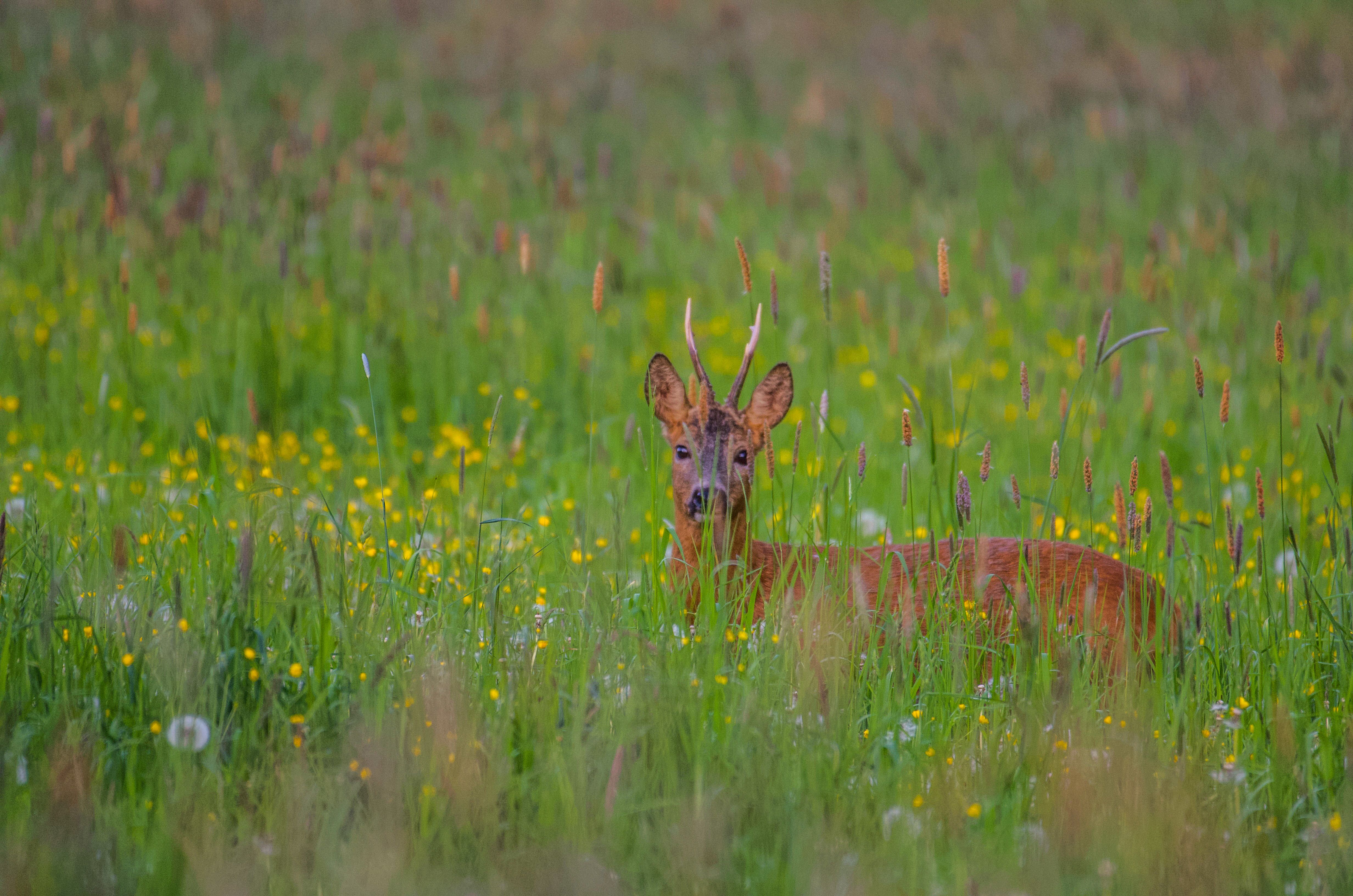 Chevreuil Dans Une Prairie Verdoyante Au Printemps · Photo gratuite