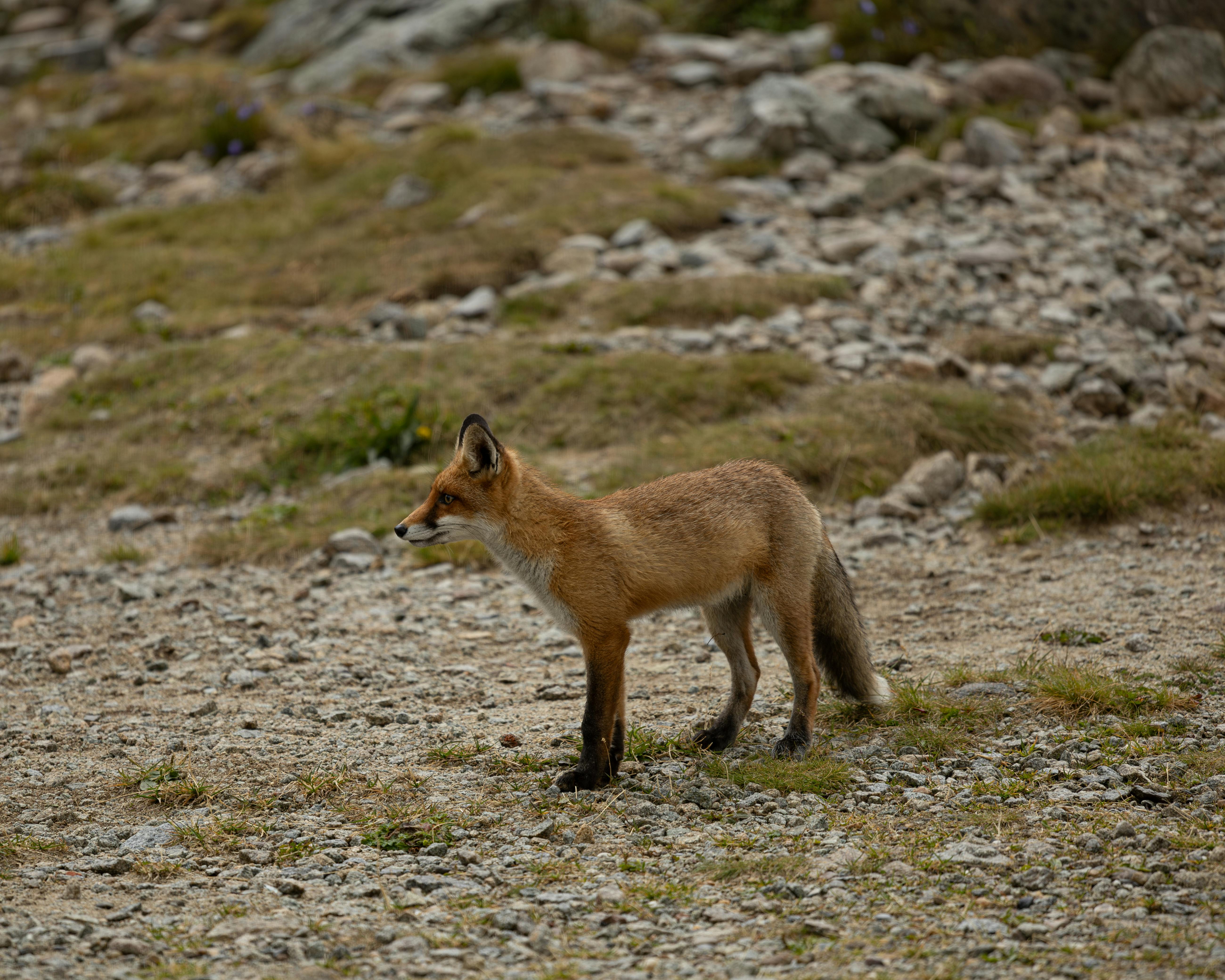 Red Fox in Rocky Mountain Habitat · Free Stock Photo