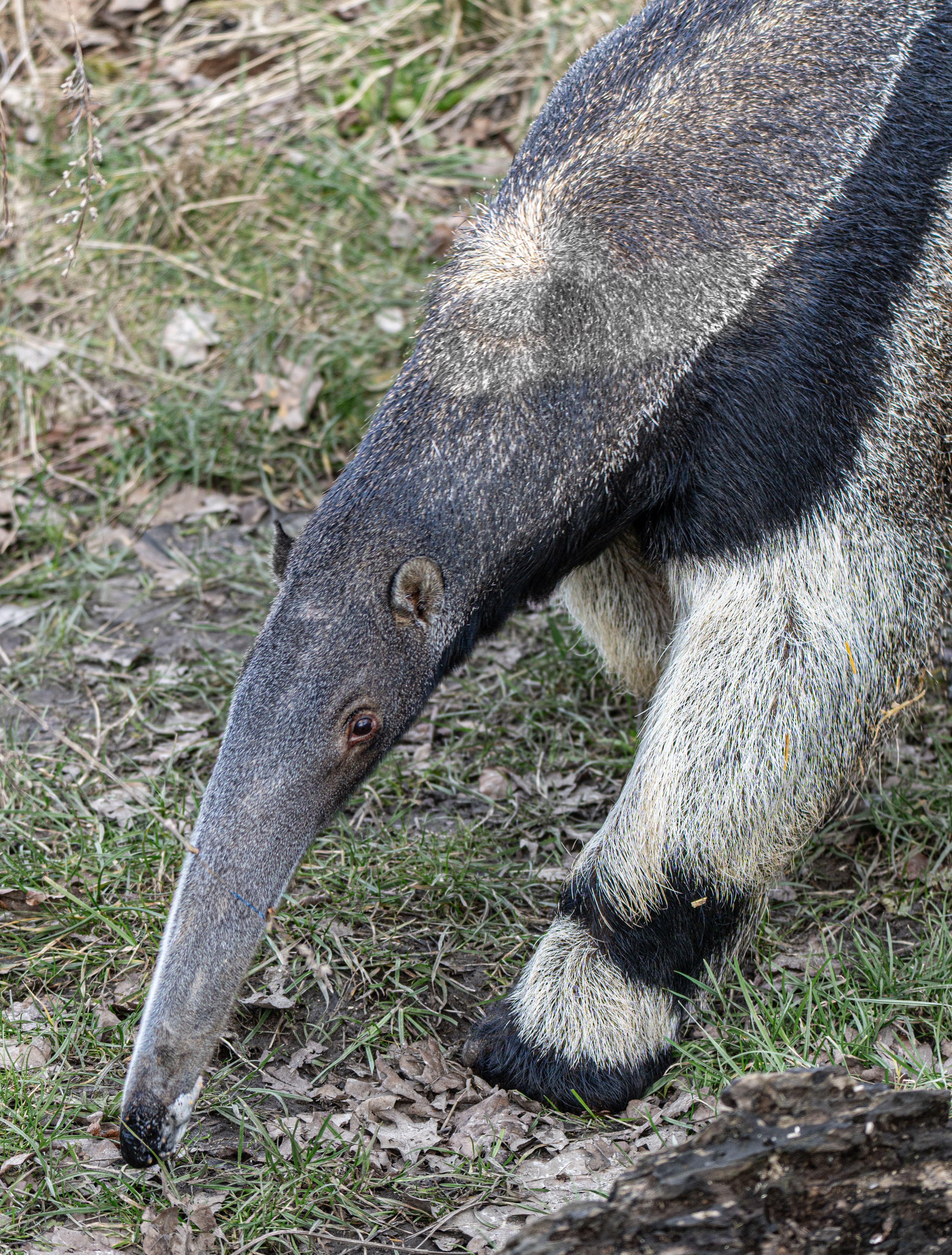 Close-up of Giant Anteater in Natural Habitat · Free Stock Photo