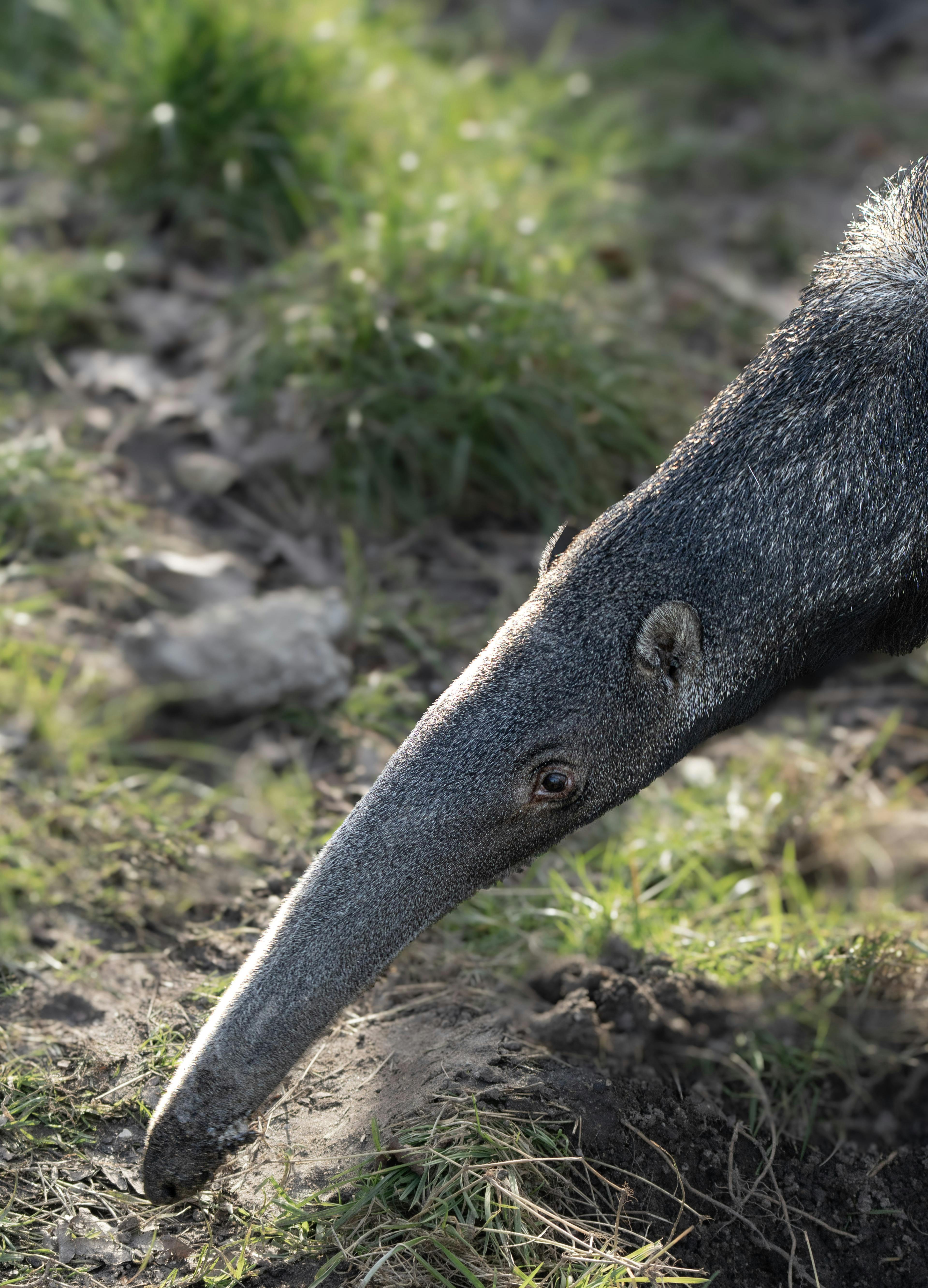 Close-Up of a Giant Anteater at Zoo Outdoors · Free Stock Photo