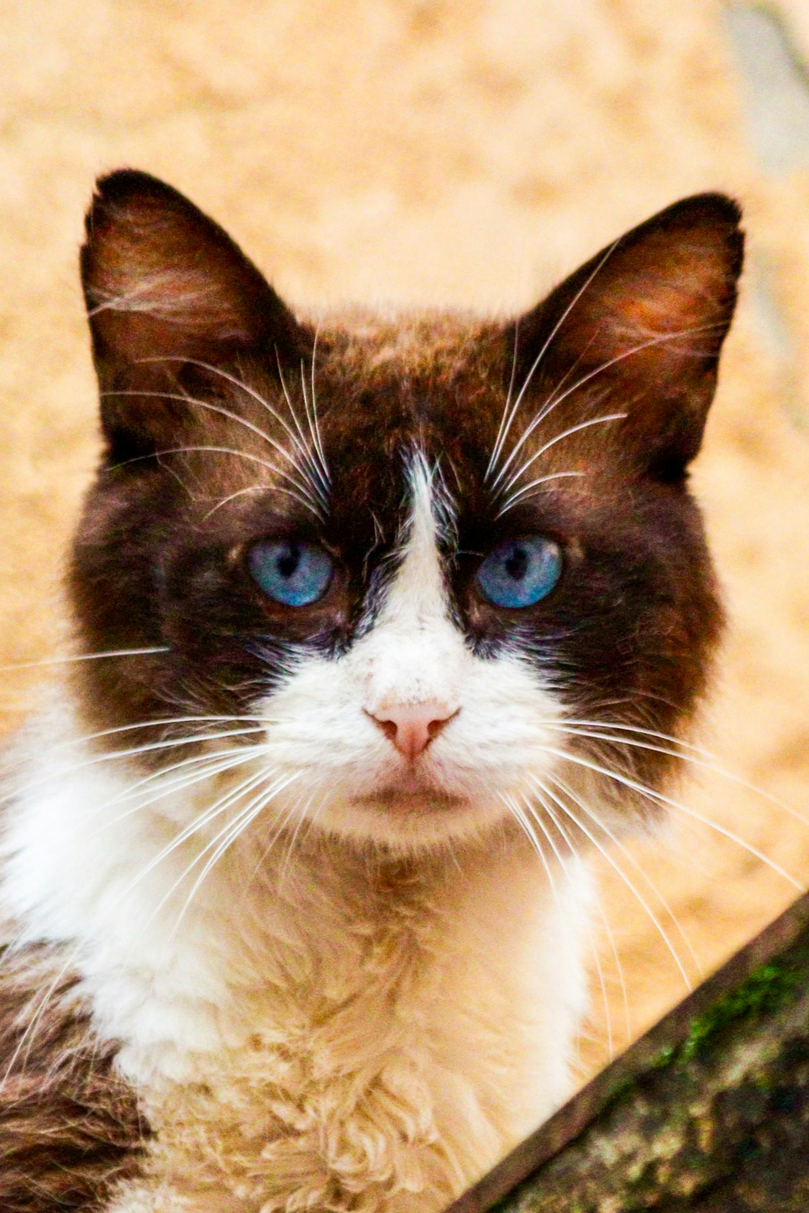 Grumpy Cat Photos, Download The BEST Free Grumpy Cat Stock Photos & HD ...