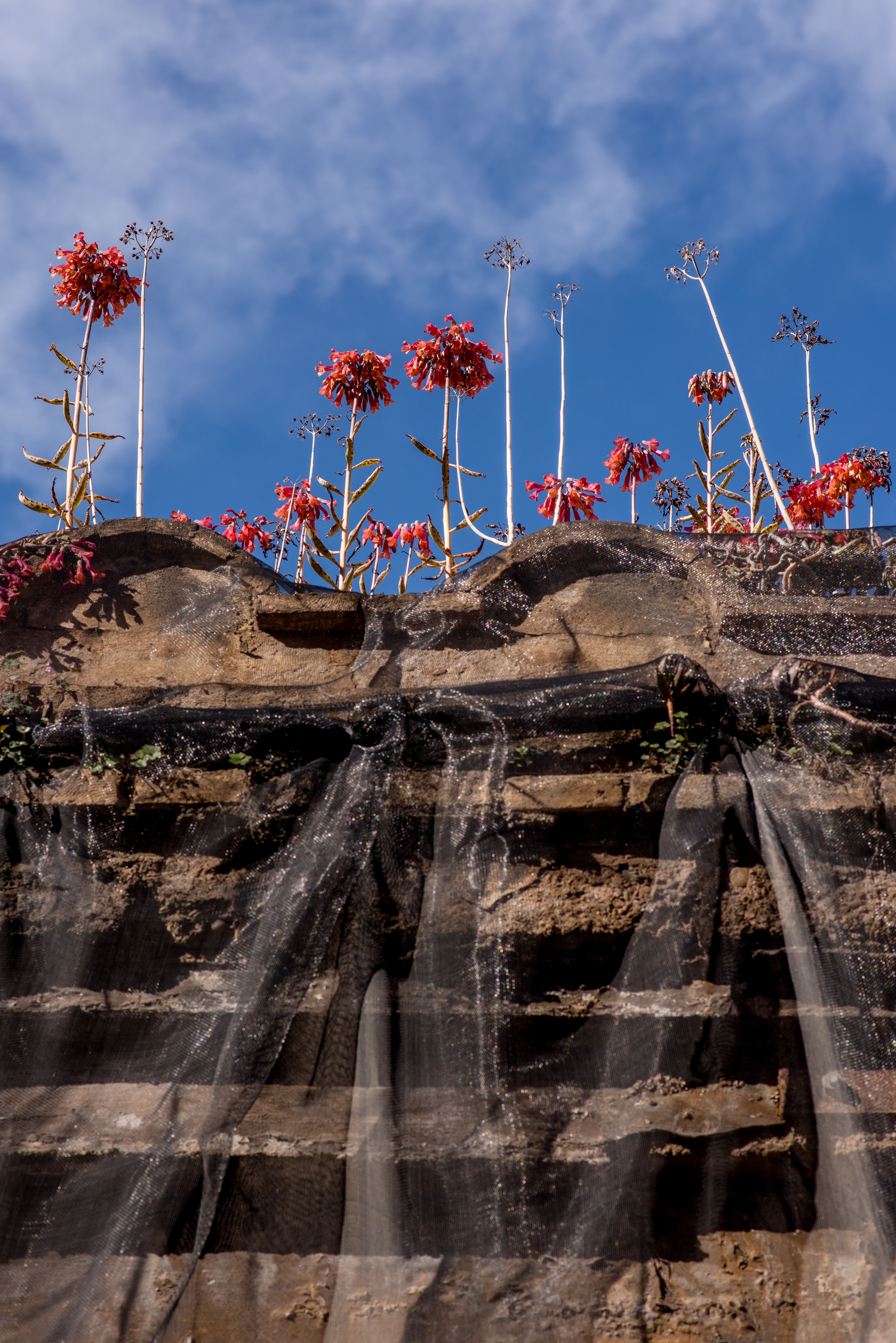 Red Flowers on Rock Cliff Underneath Blue Sky · Free Stock Photo
