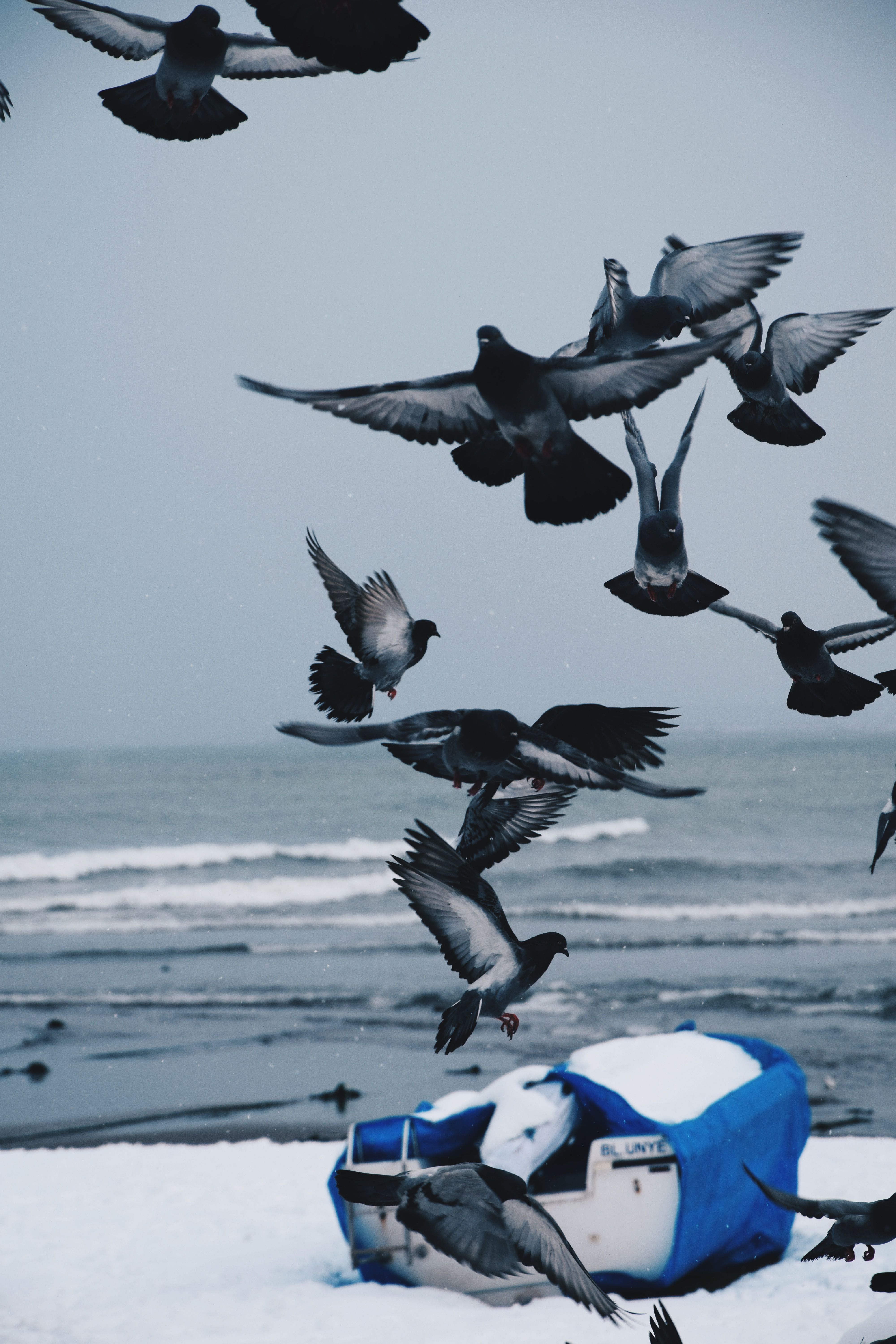 Pigeons in Flight Over Snowy Beach Scene · Free Stock Photo