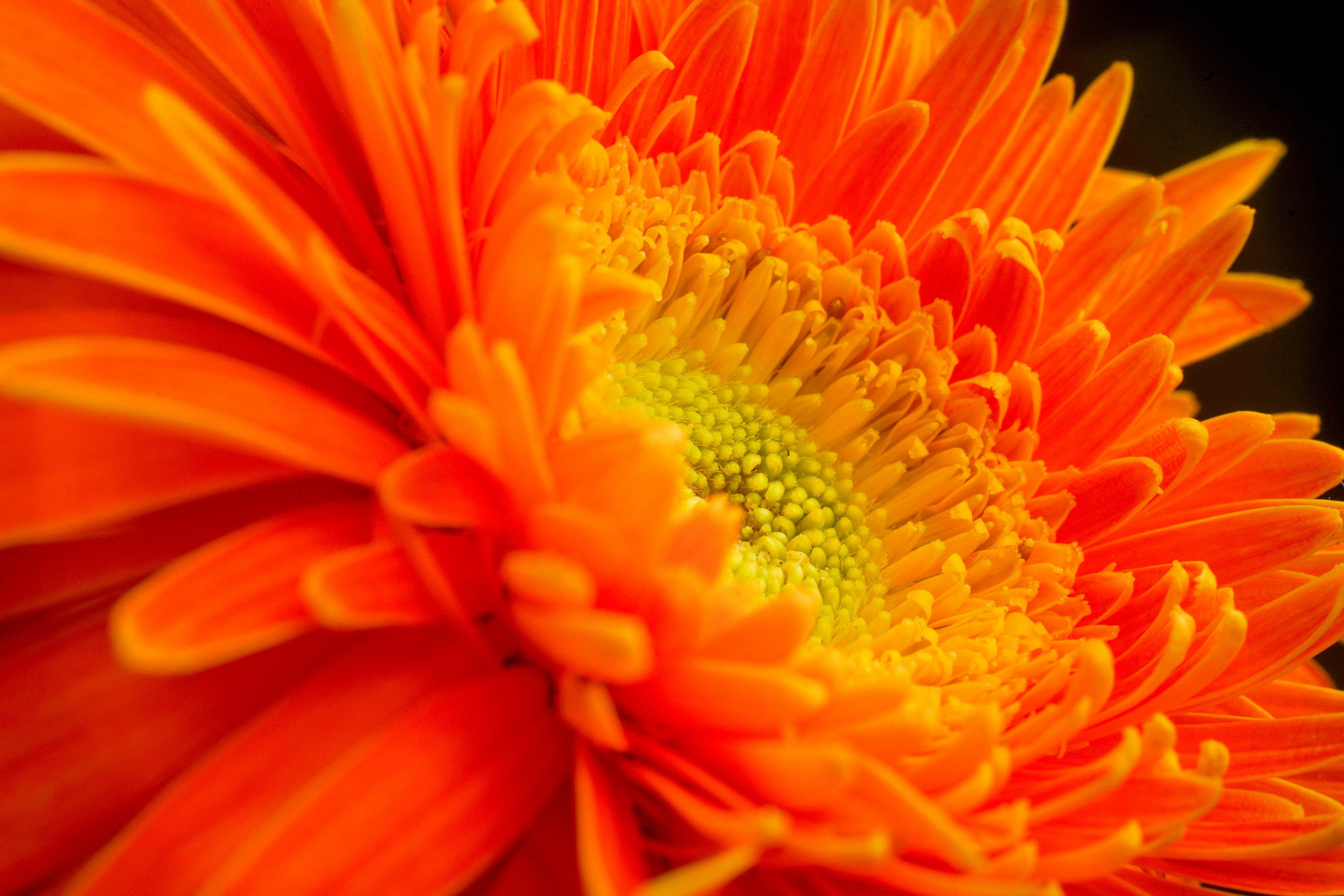 4.000+ Hình+nền+máy+tính+zootopia+có+chữ Bilder und Fotos · Kostenlos ...