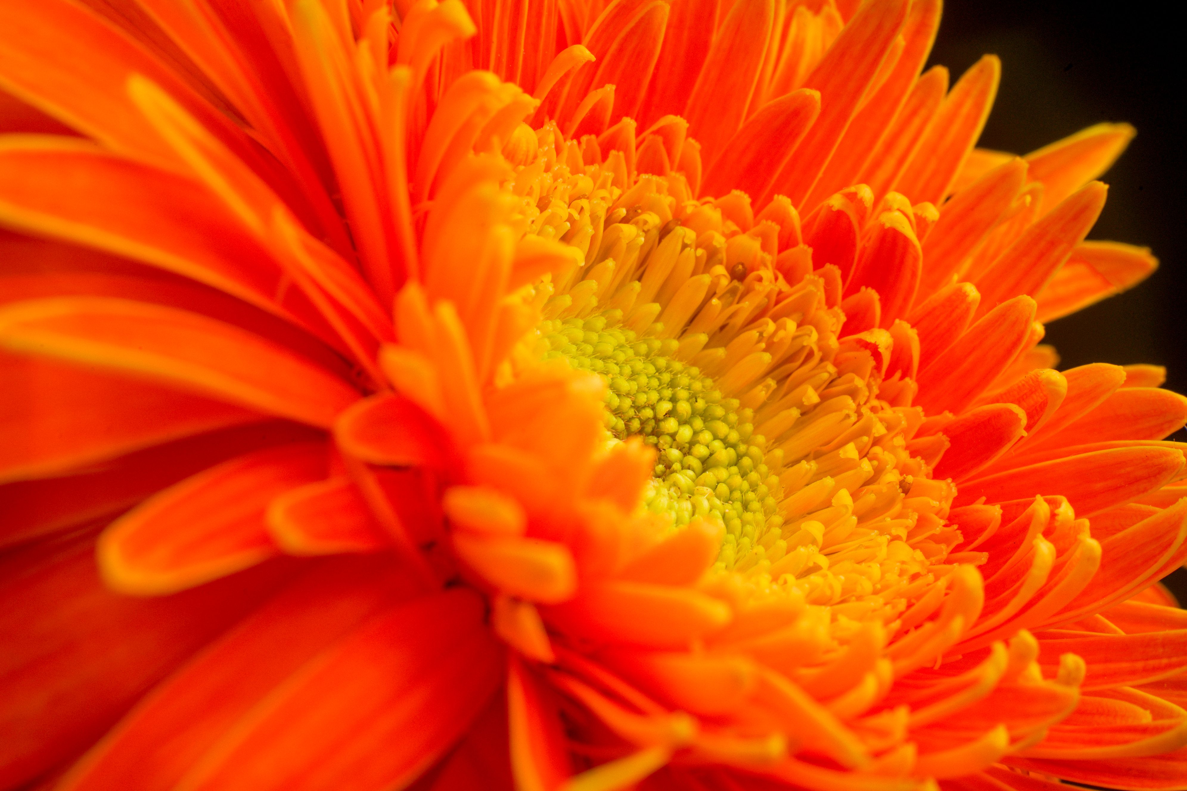 Vibrant Gerbera Daisy Close-Up Photography · Free Stock Photo