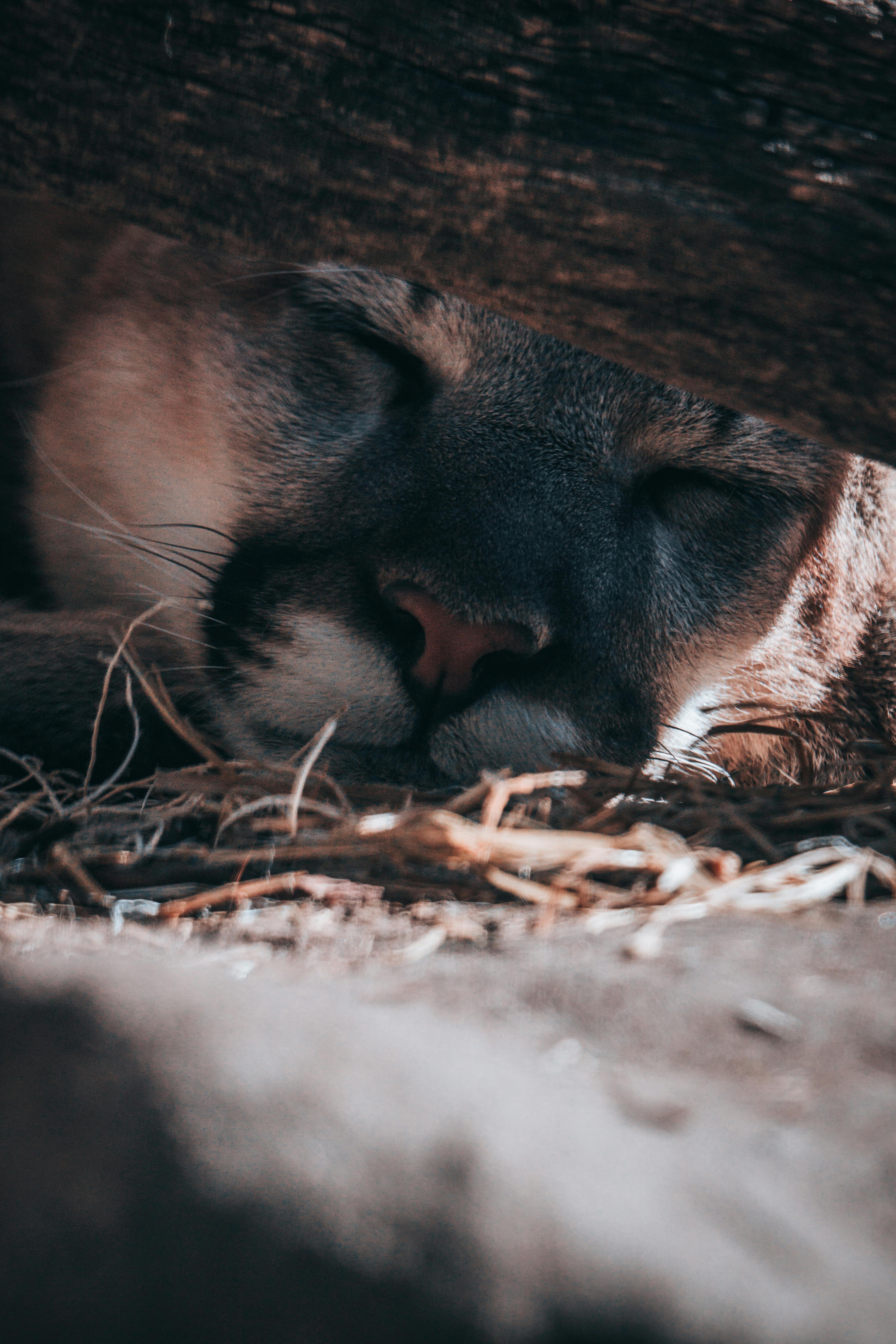 Foto de stock gratuita sobre 4 k fondo de pantalla, al aire libre ...