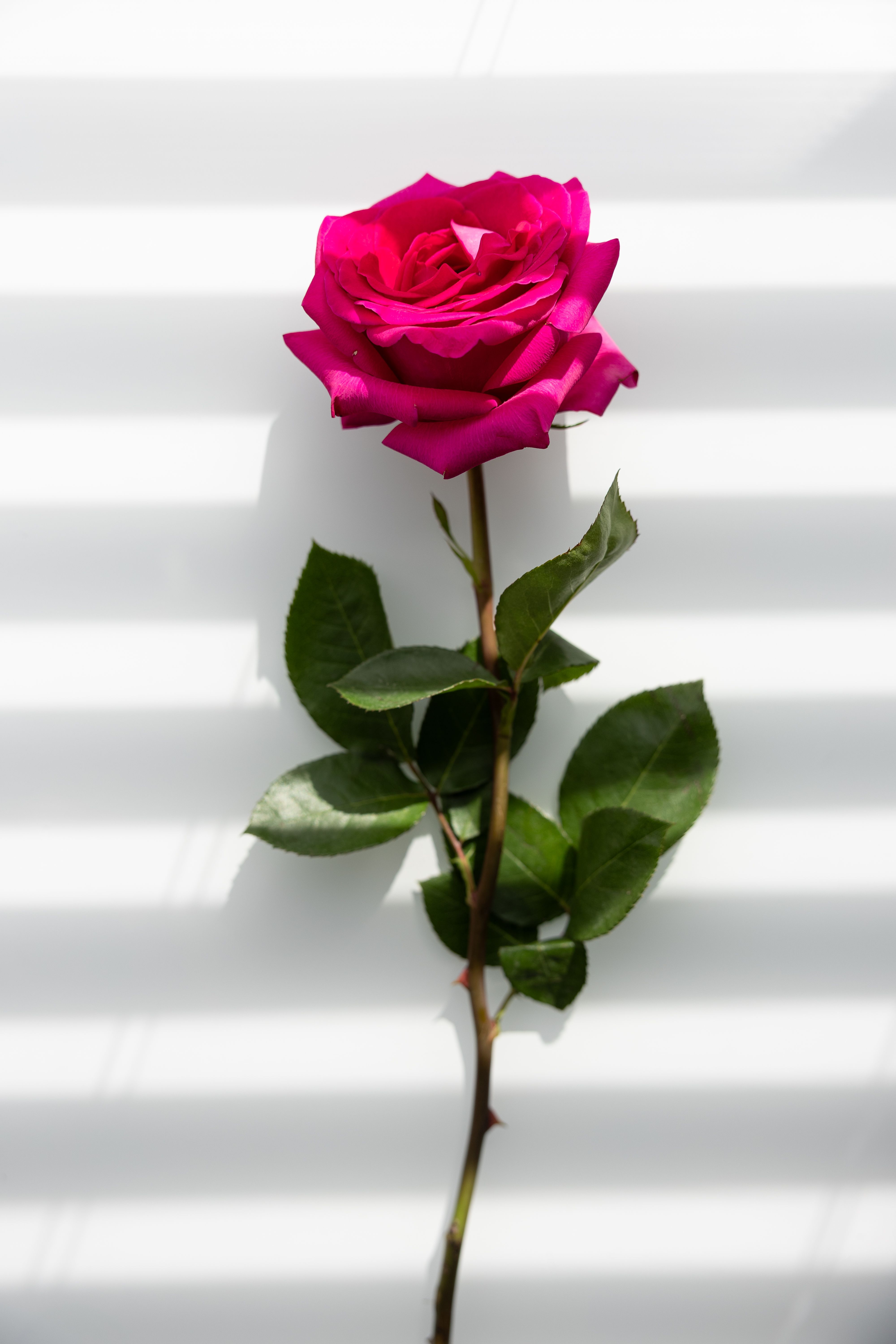 Vibrant Pink Rose Casting Shadows in Sunlight · Free Stock Photo