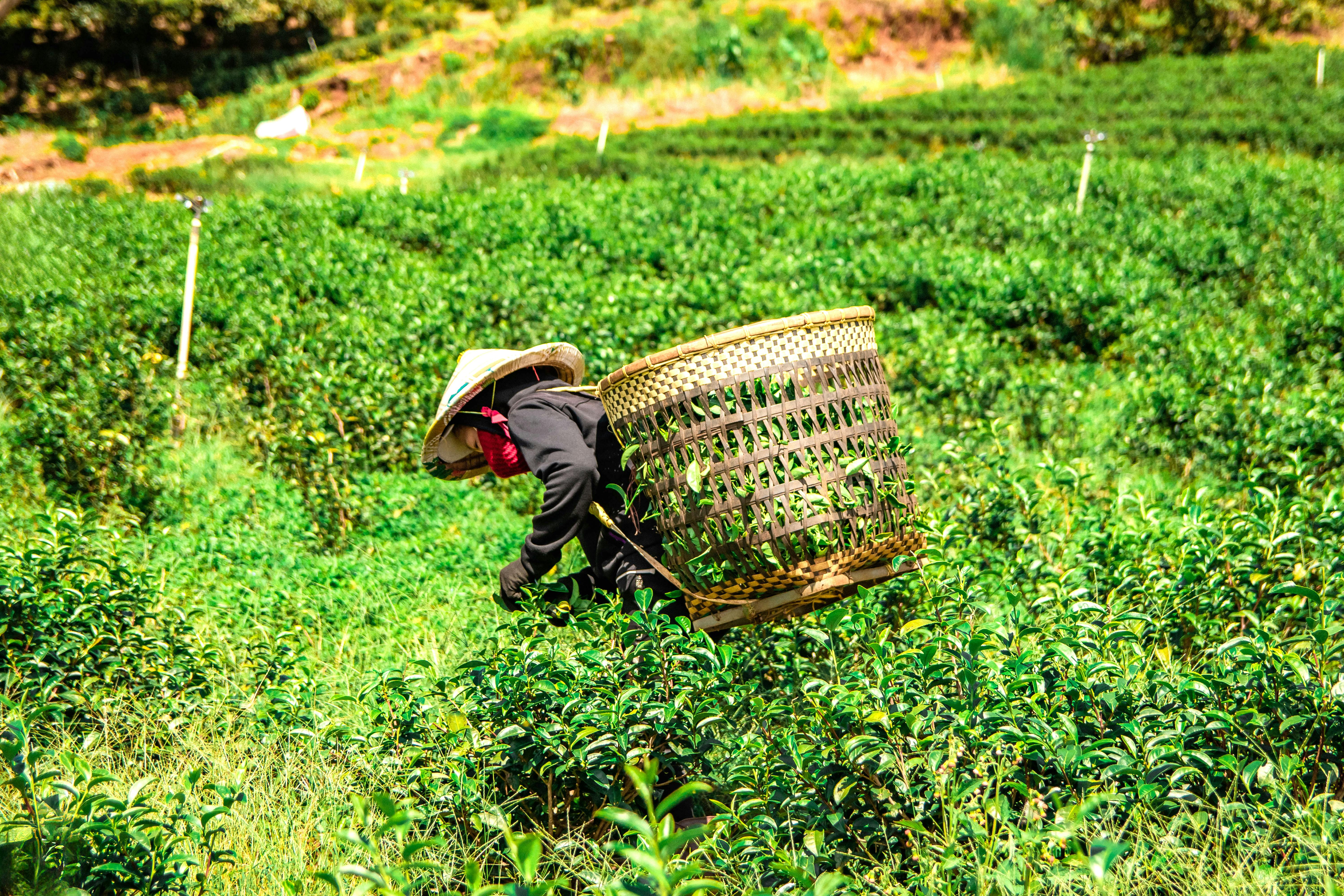 Picker Photos, Download The BEST Free Picker Stock Photos & HD Images