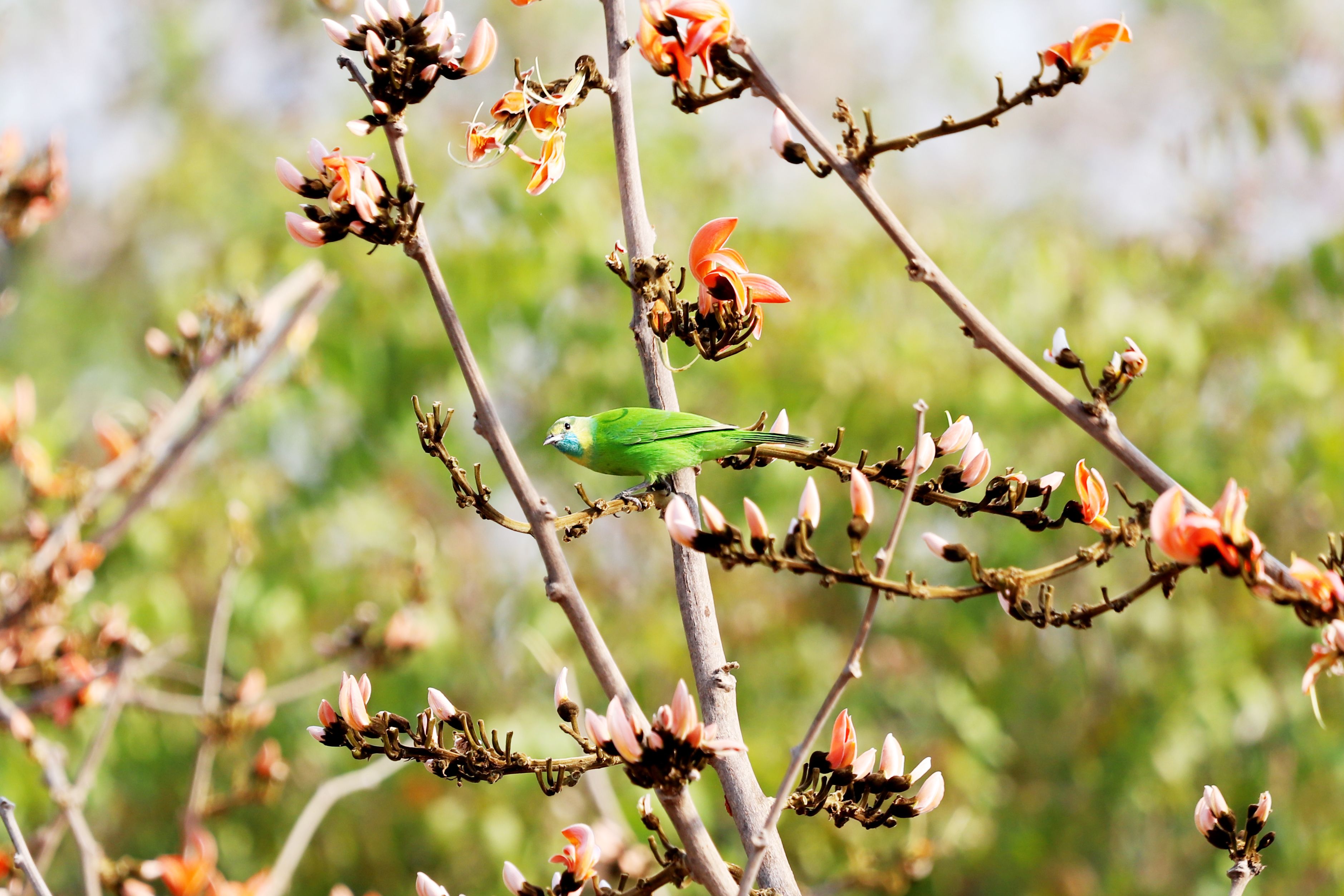 Vibrant Green Bird on Blooming Tree Branches · Free Stock Photo