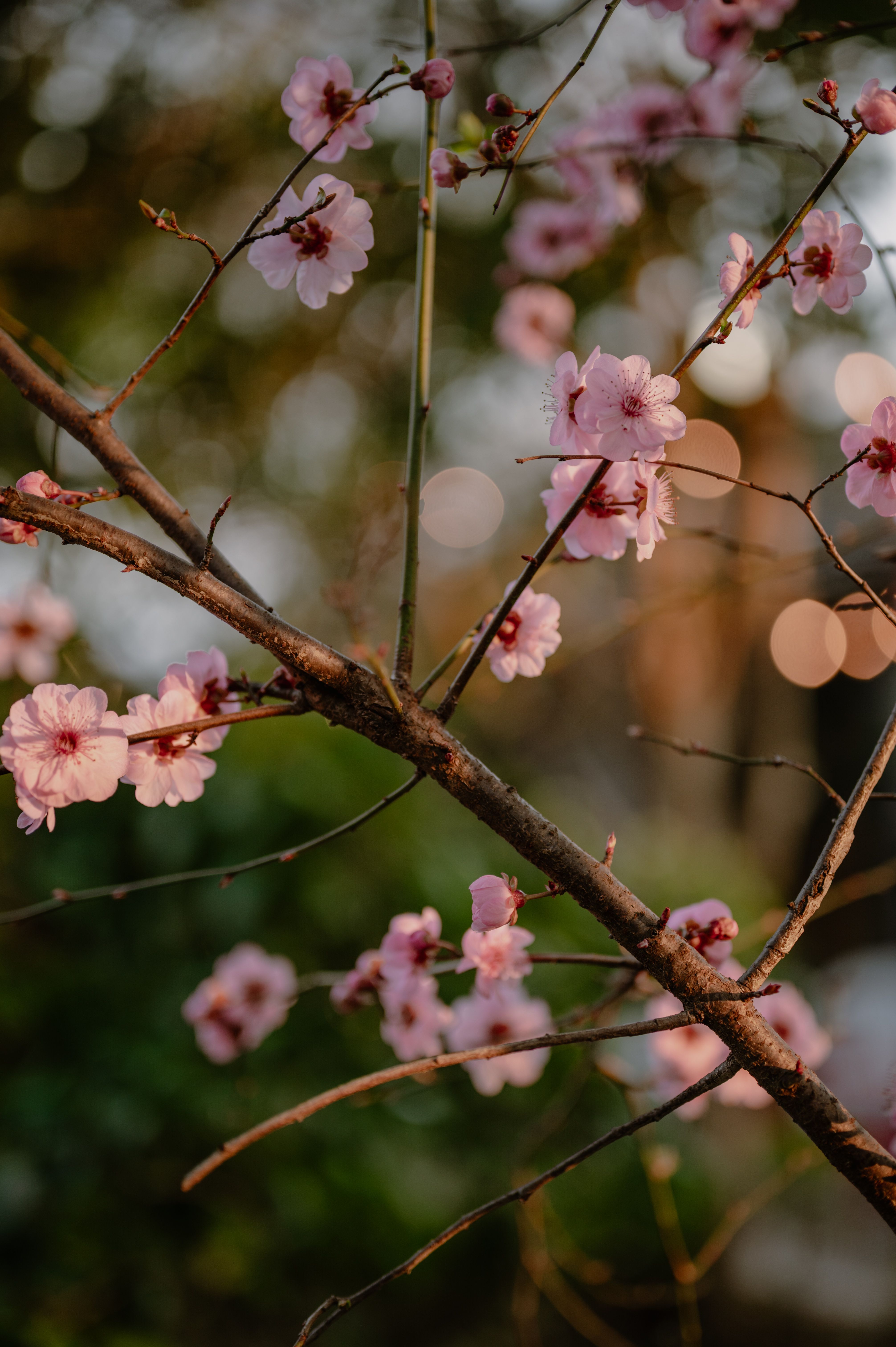 Blooming cherry tree in spring nature · Free Stock Photo