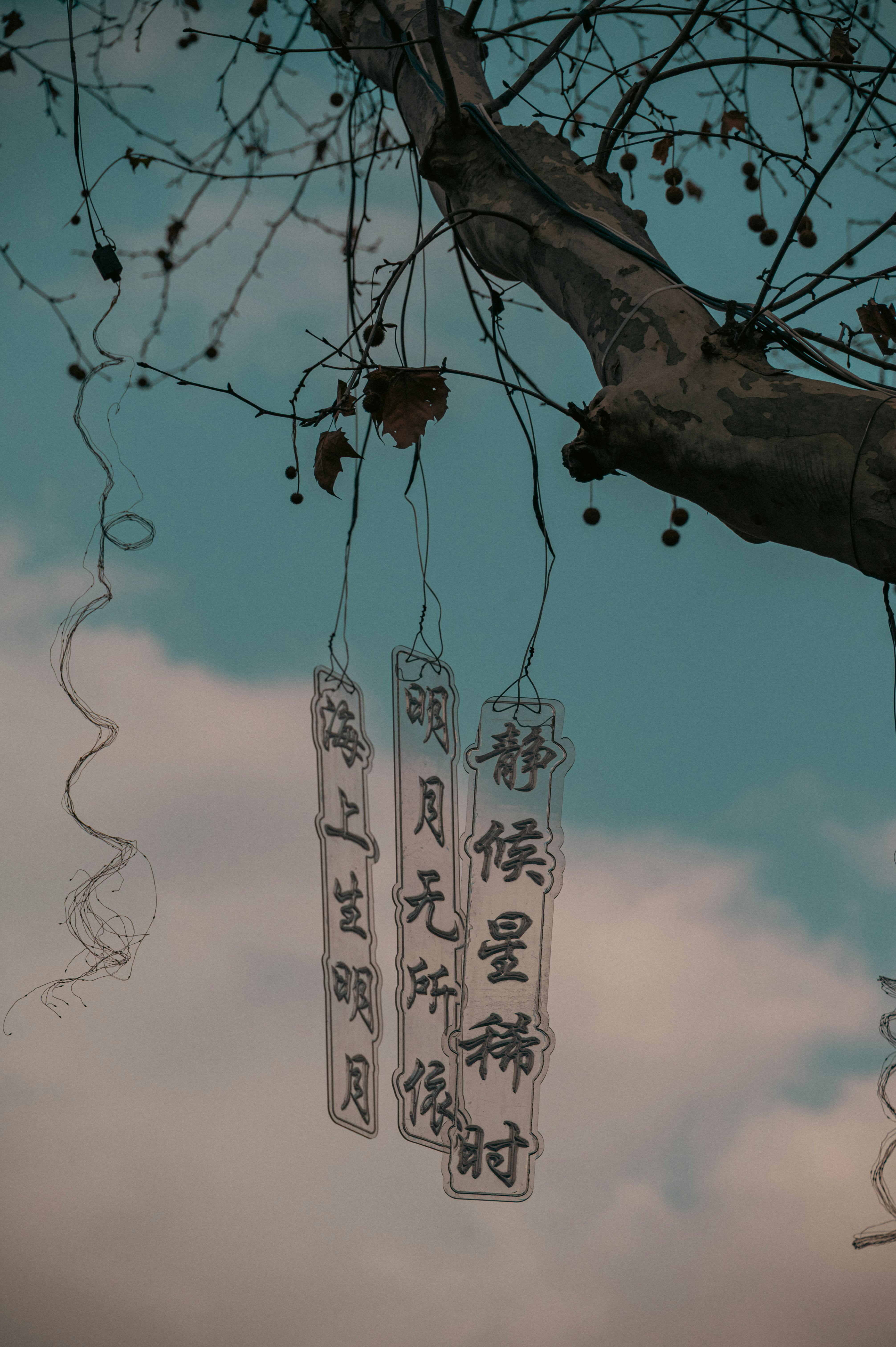Decorative Scrolls Hanging from Tree Branches · Free Stock Photo