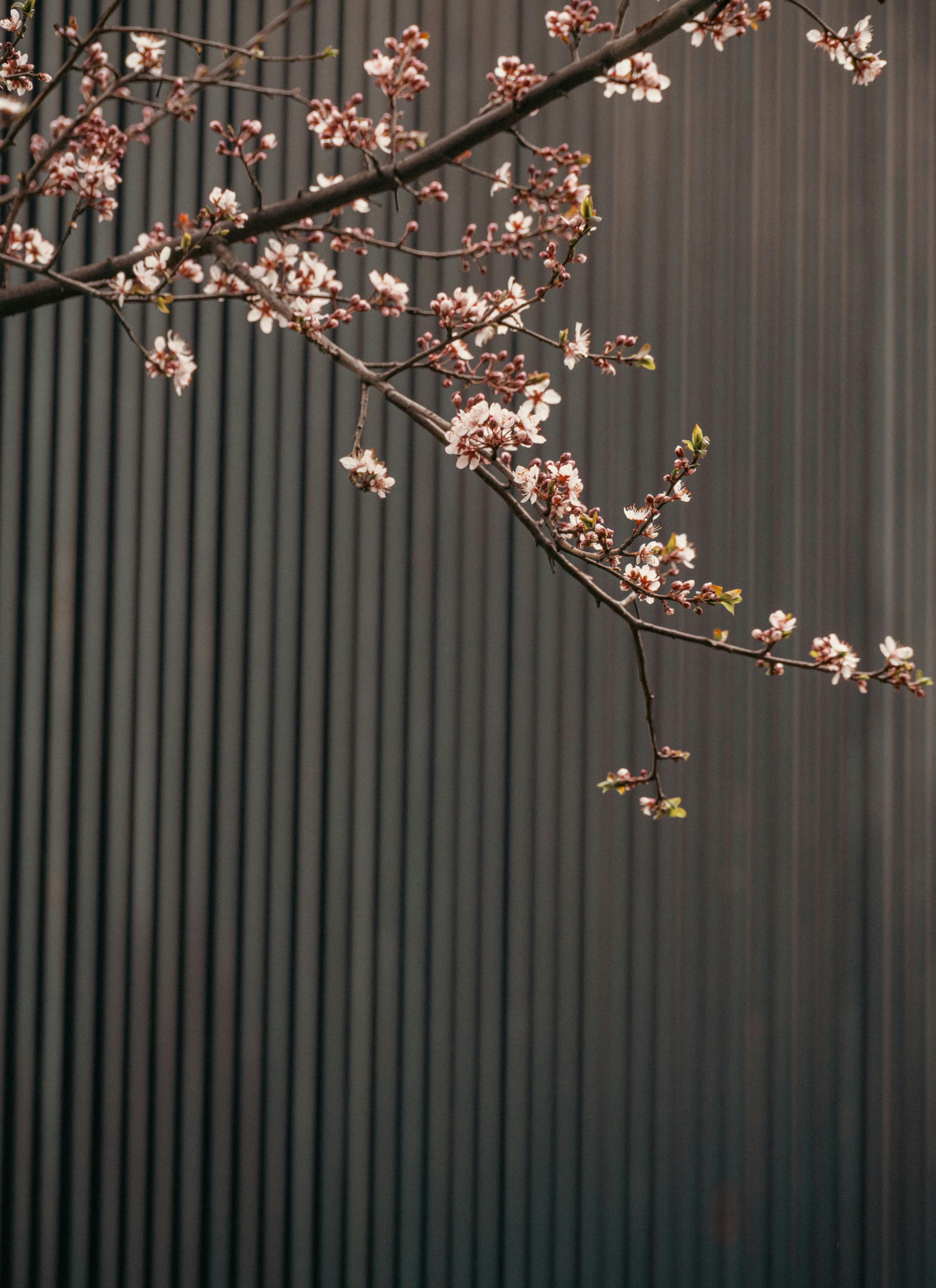 Flower Without Background Photos, Download The BEST Free Flower Without ...