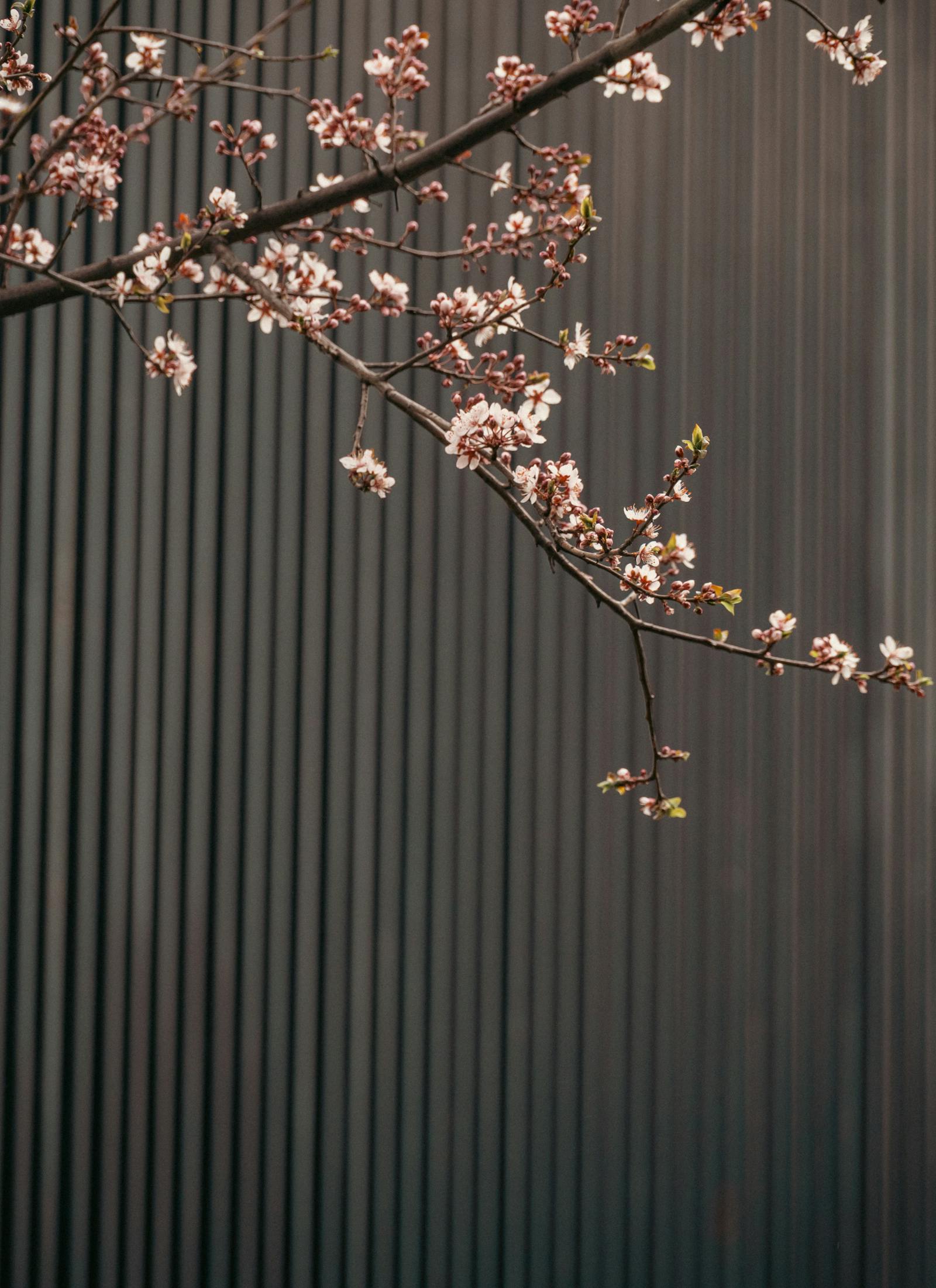 Flower Without Background Photos, Download The BEST Free Flower Without ...