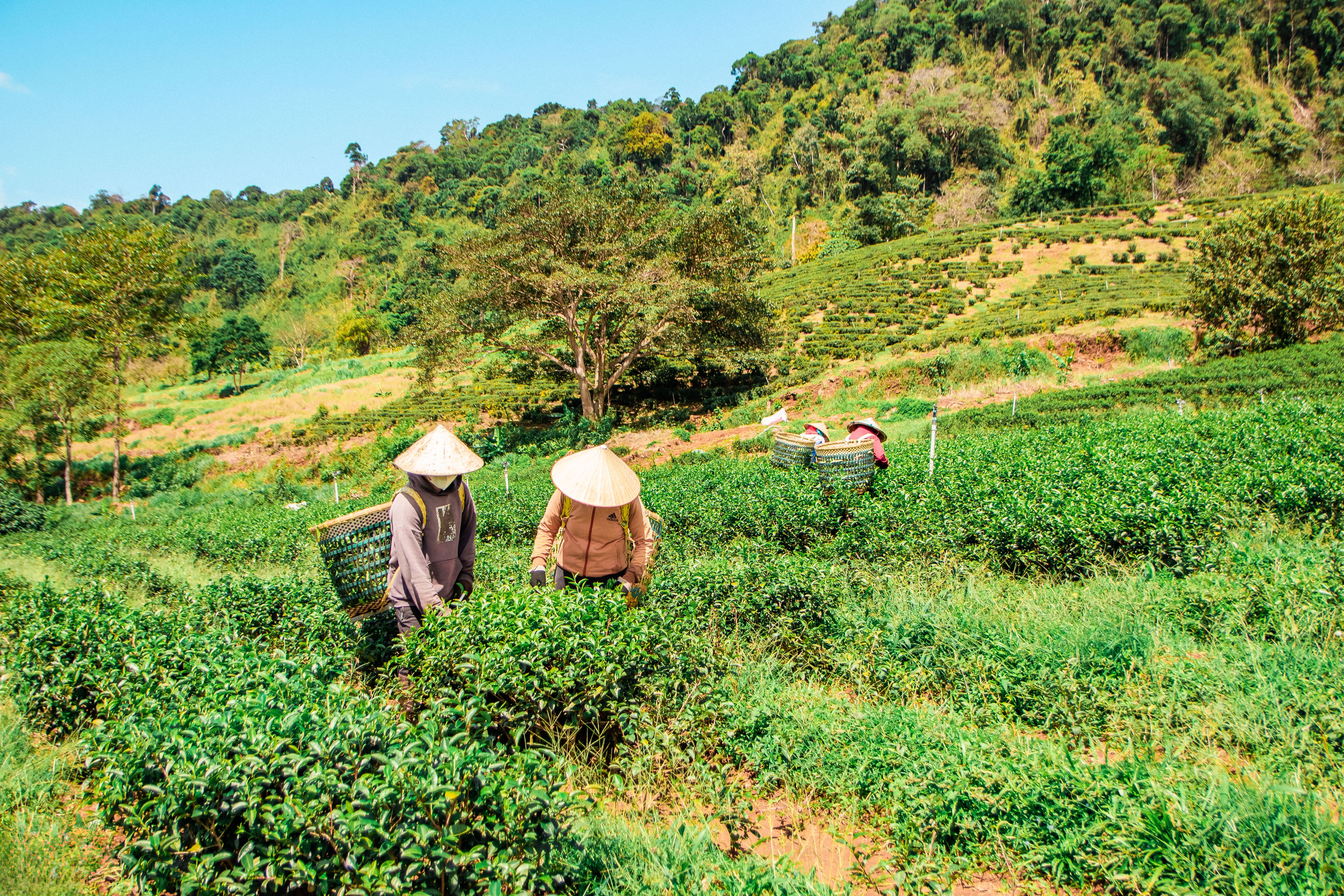 Cosecha De Té En Las Exuberantes Colinas De Lâm đồng, Vietnam · Foto de ...