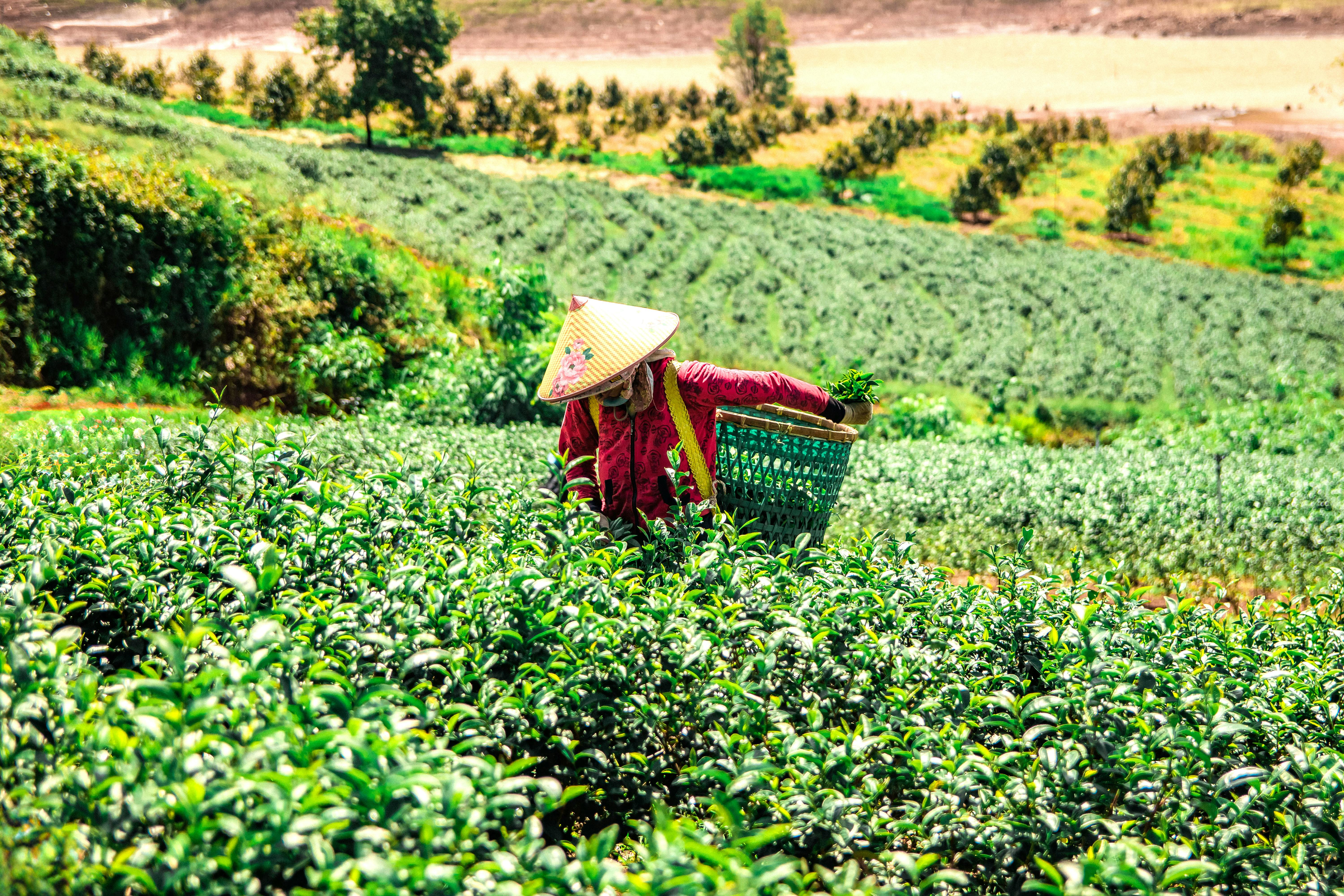 Vietnamese Tea Picker in Lush Plantation Field · Free Stock Photo