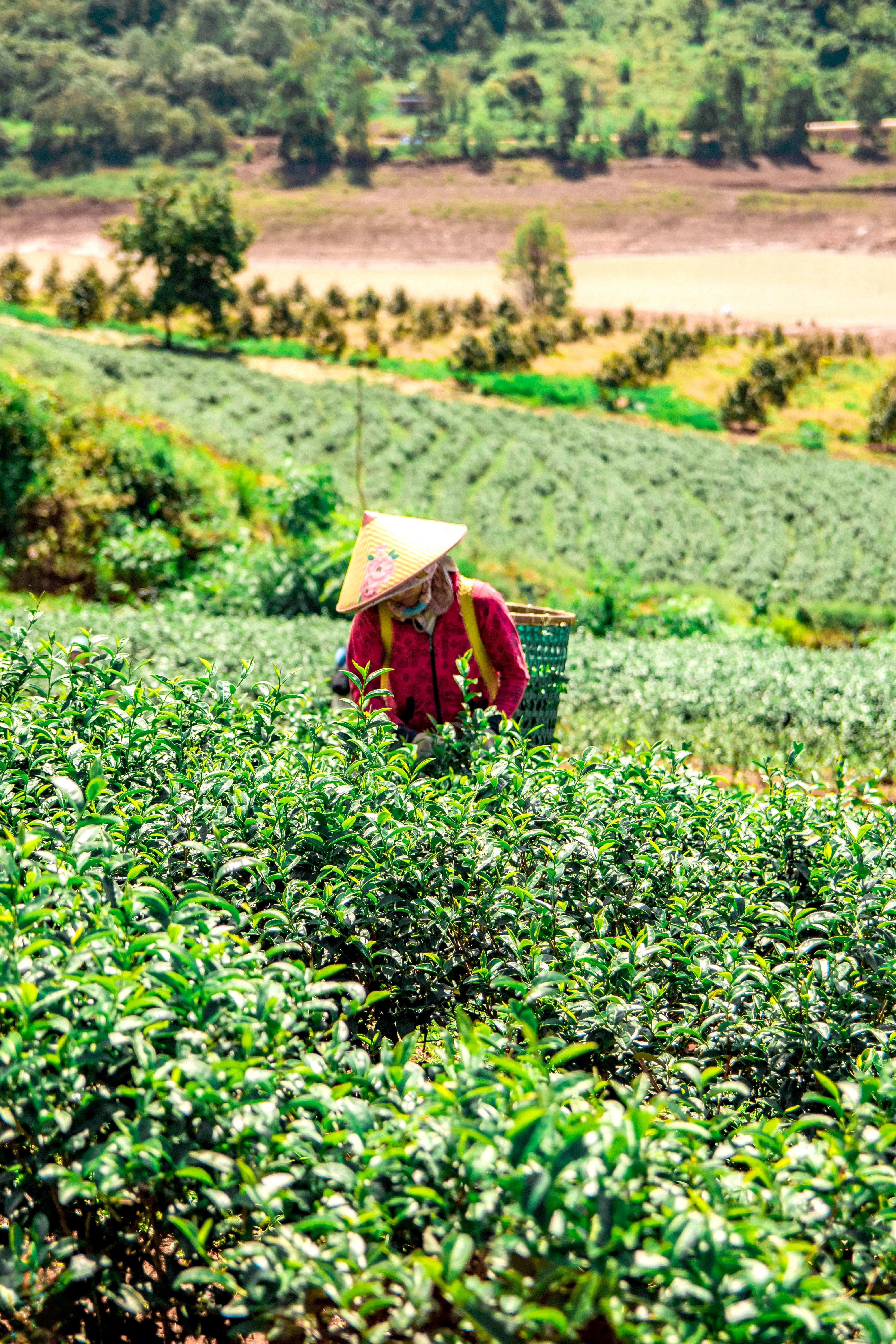 Women walking on tea field during work · Free Stock Photo
