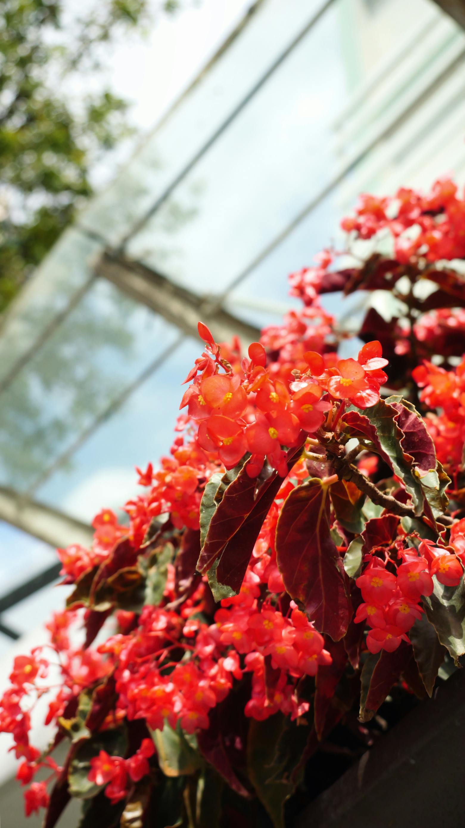 Begonia Photos, Download The BEST Free Begonia Stock Photos & HD Images