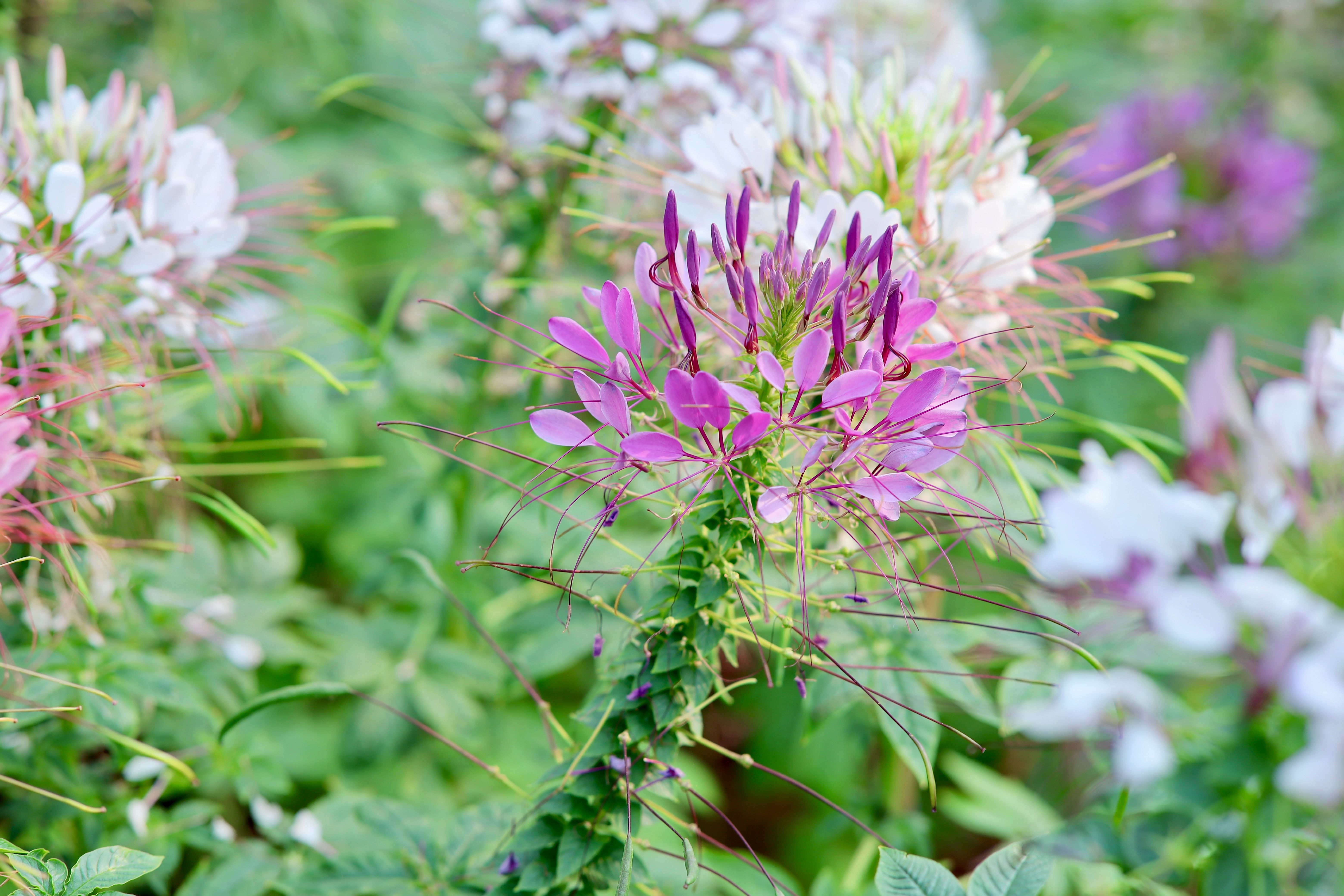 Vibrant Cleome Plant in Full Bloom Outdoors · Free Stock Photo