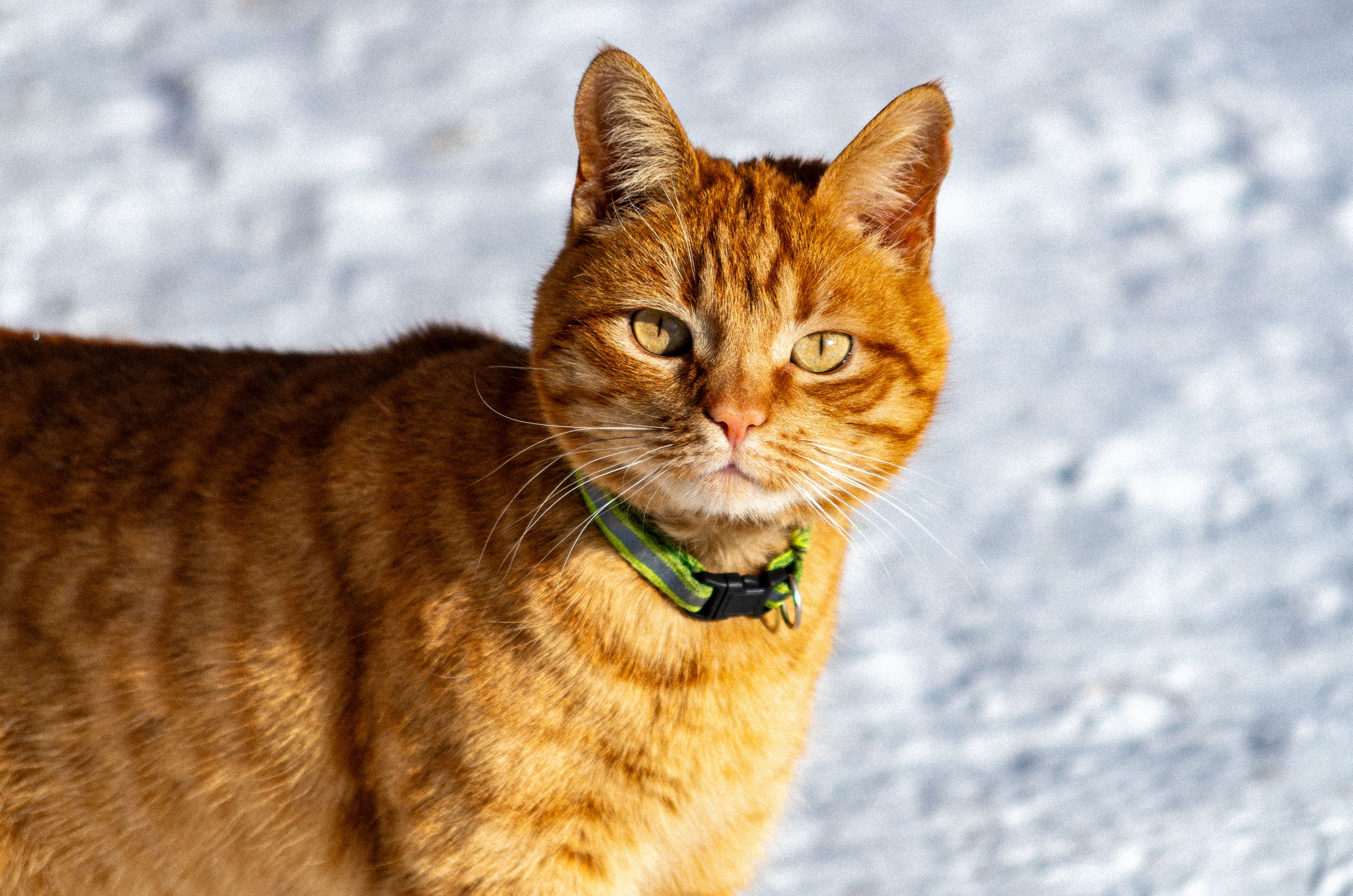 Cat Chief Photos, Download The BEST Free Cat Chief Stock Photos & HD Images