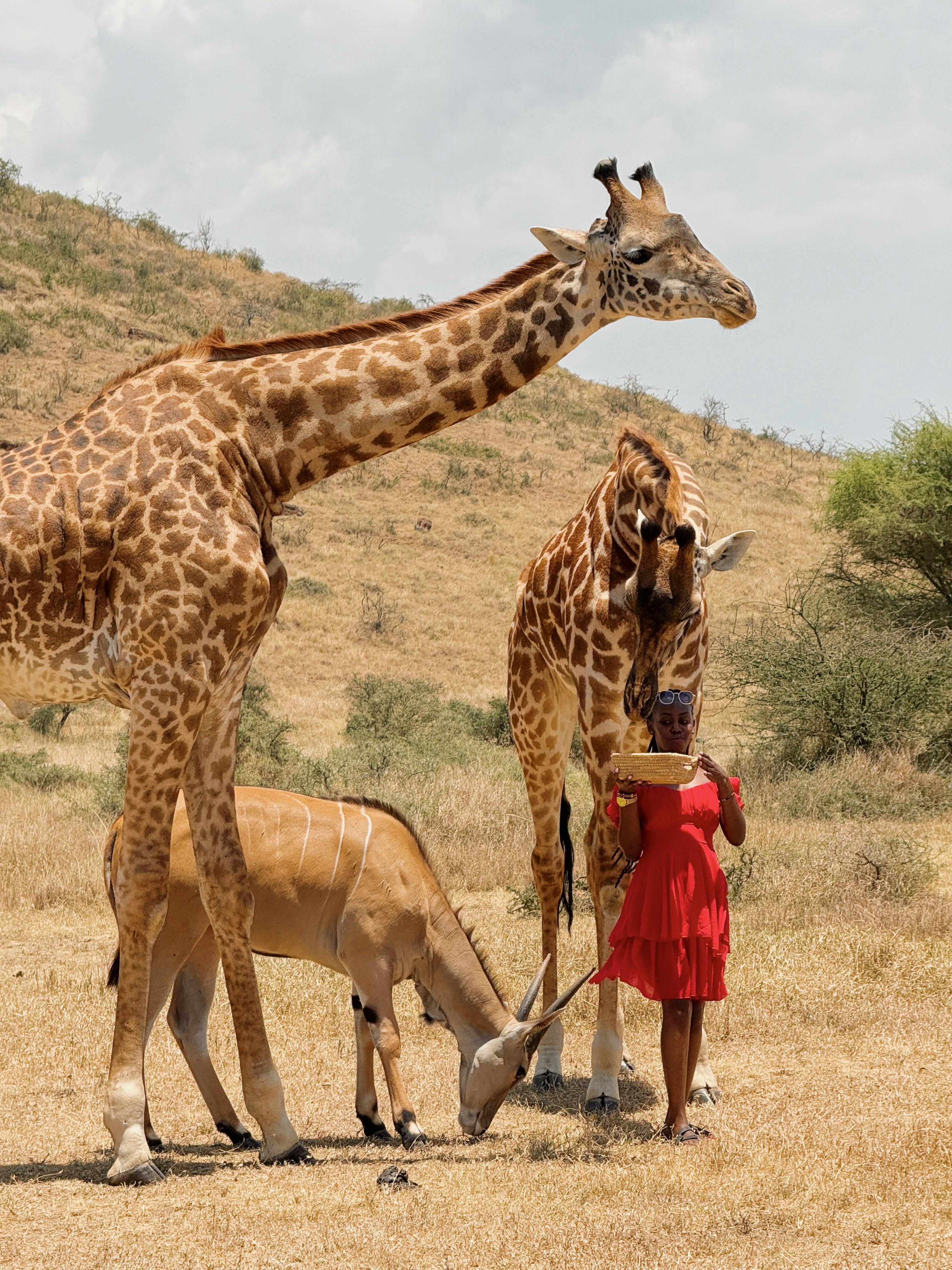 Wildlife Interaction in Kilimanjaro, Tanzania · Free Stock Photo