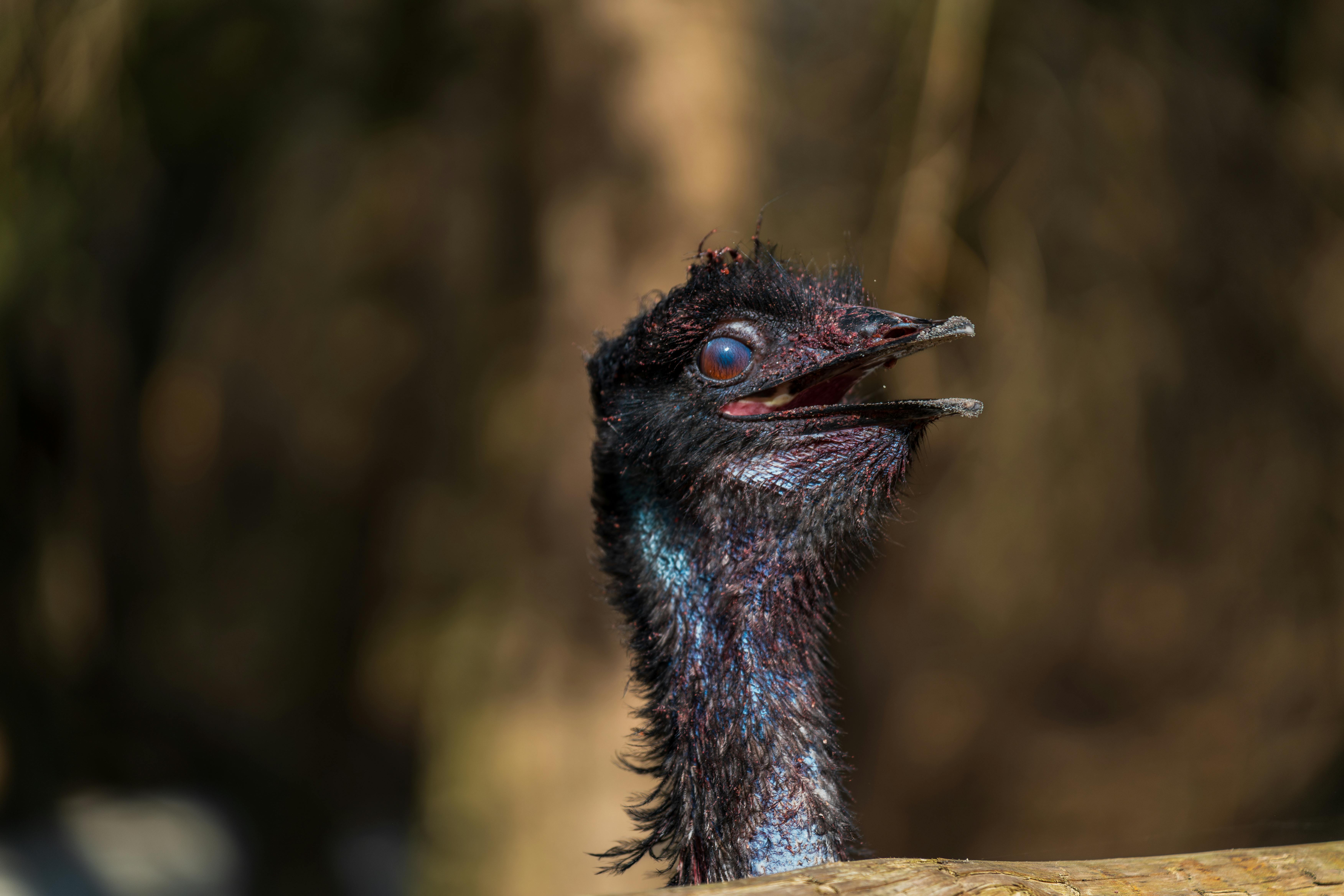 Close-up of an Emu in Natural Habitat · Free Stock Photo