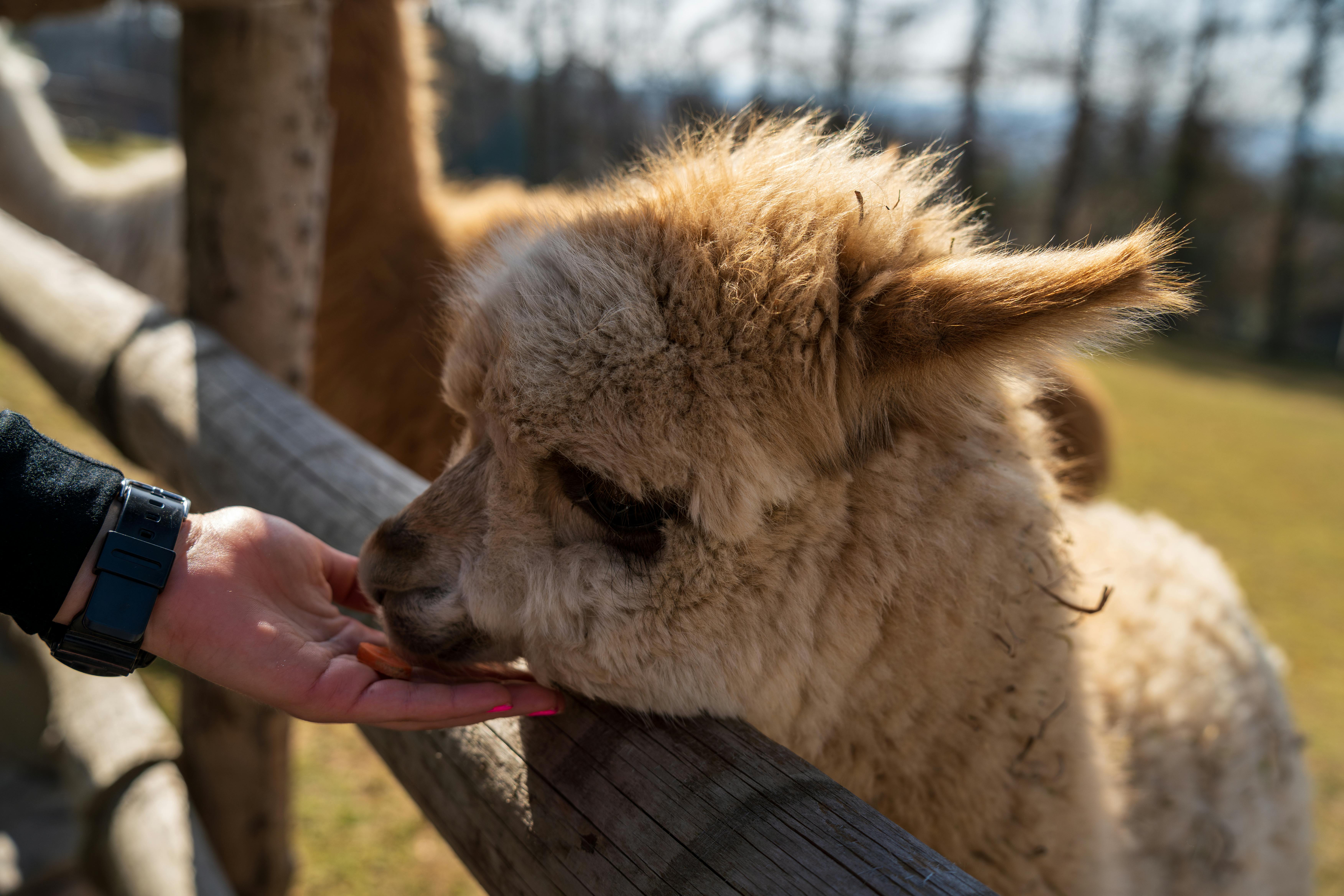 Adorable Alpaca Feeding Interaction Close-Up · Free Stock Photo