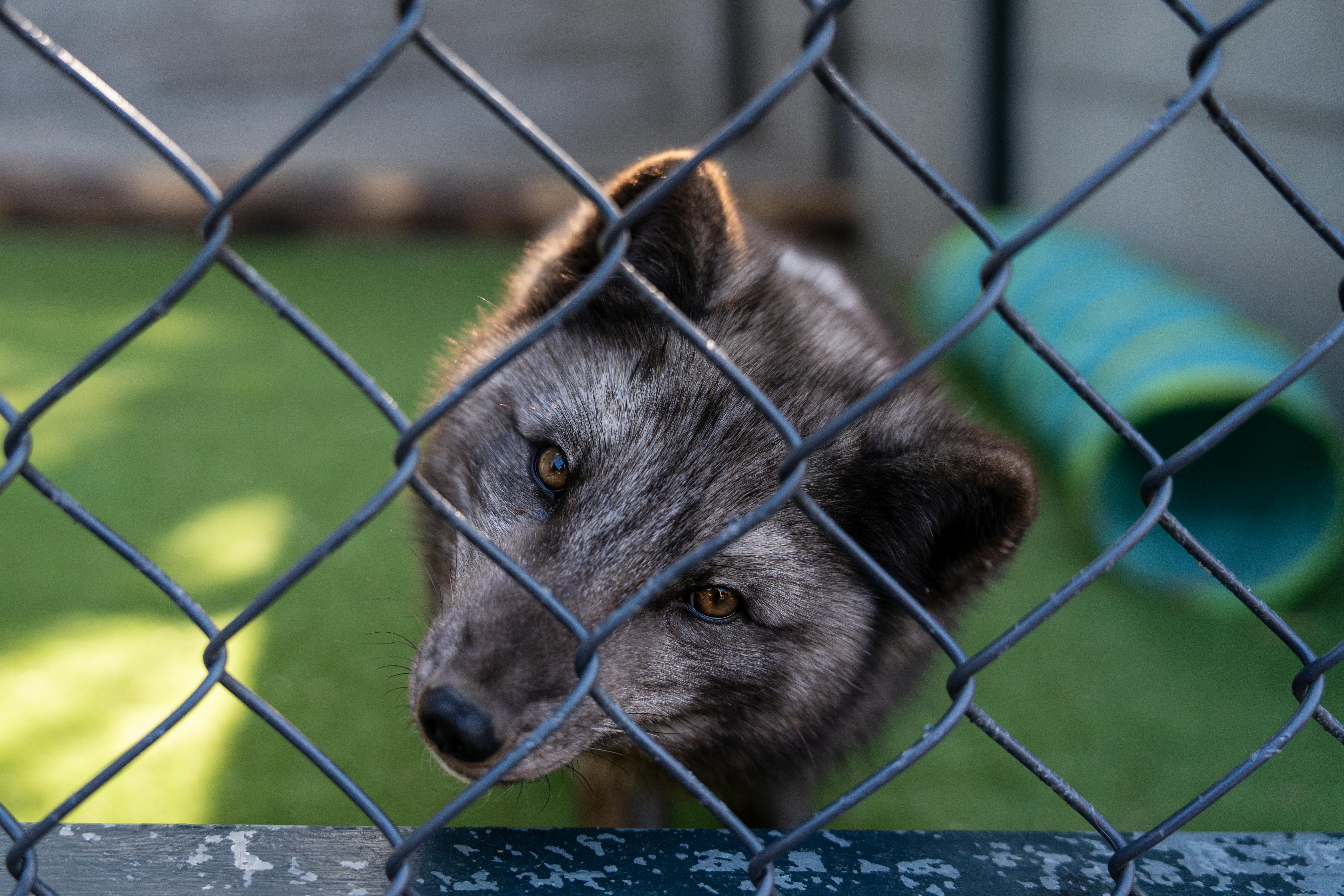 Captive Arctic Fox Behind Fencing in Siercza · Free Stock Photo