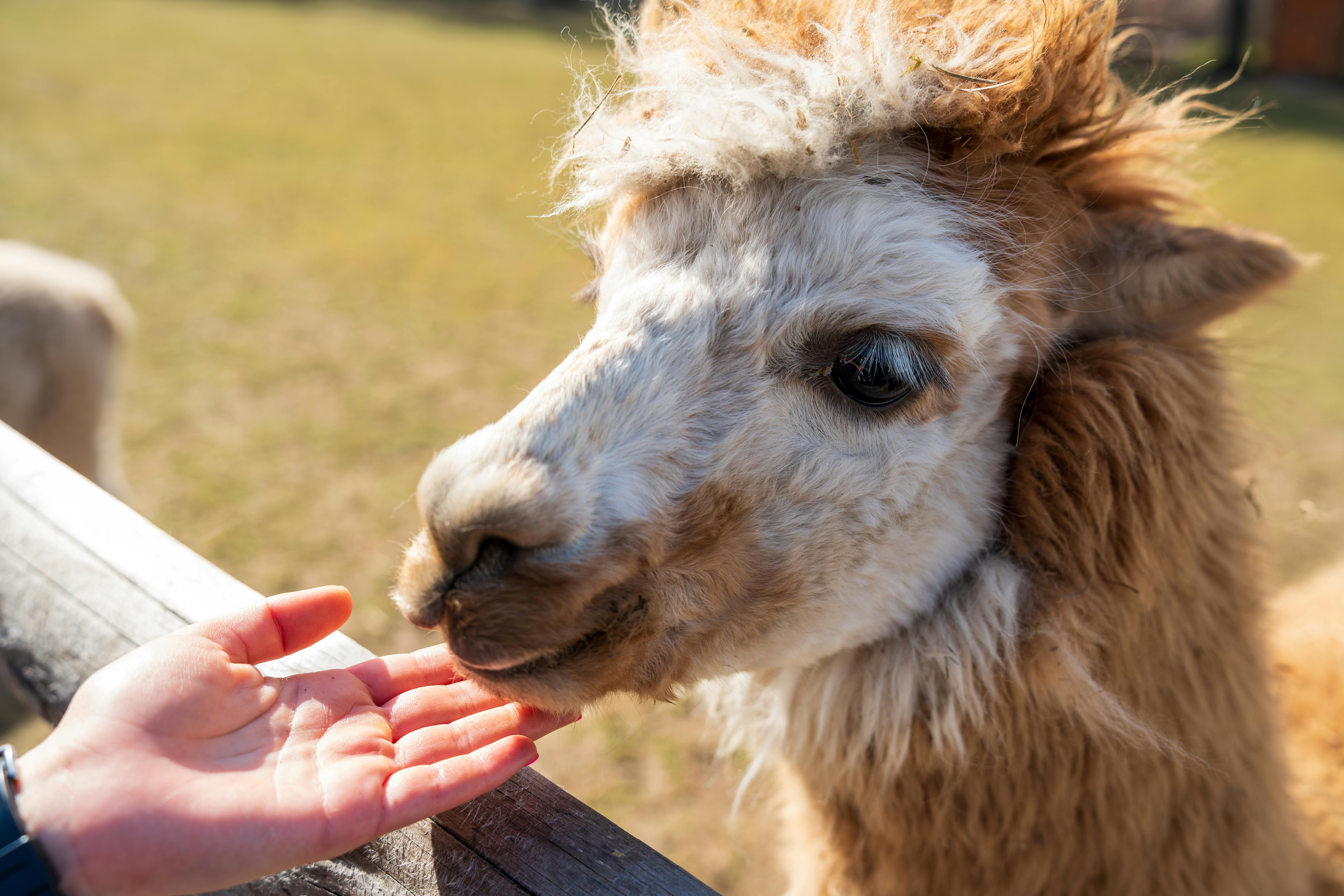Friendly Alpaca Being Fed by Hand Outdoors · Free Stock Photo
