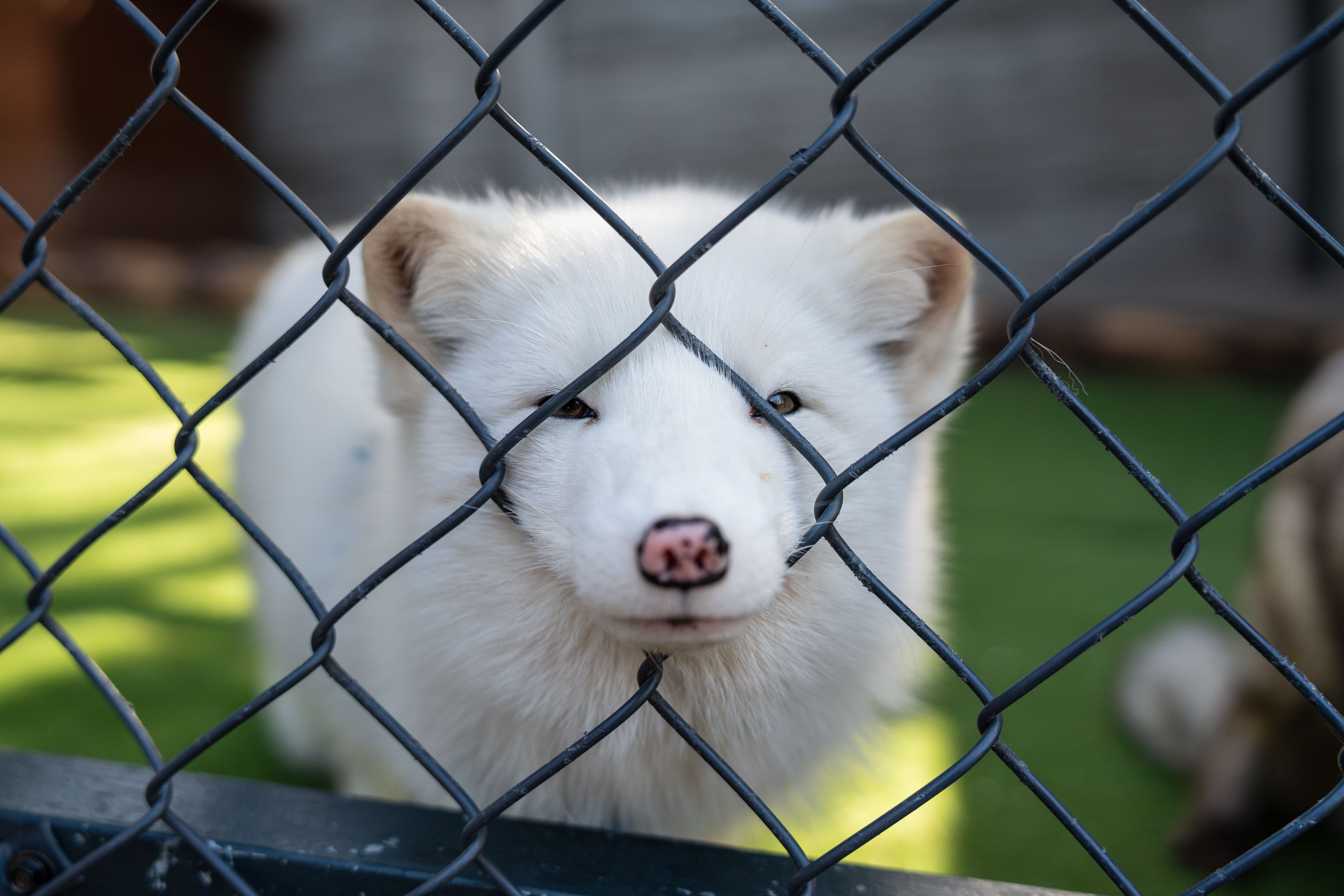 White Arctic Fox Behind a Fence in Siercza · Free Stock Photo