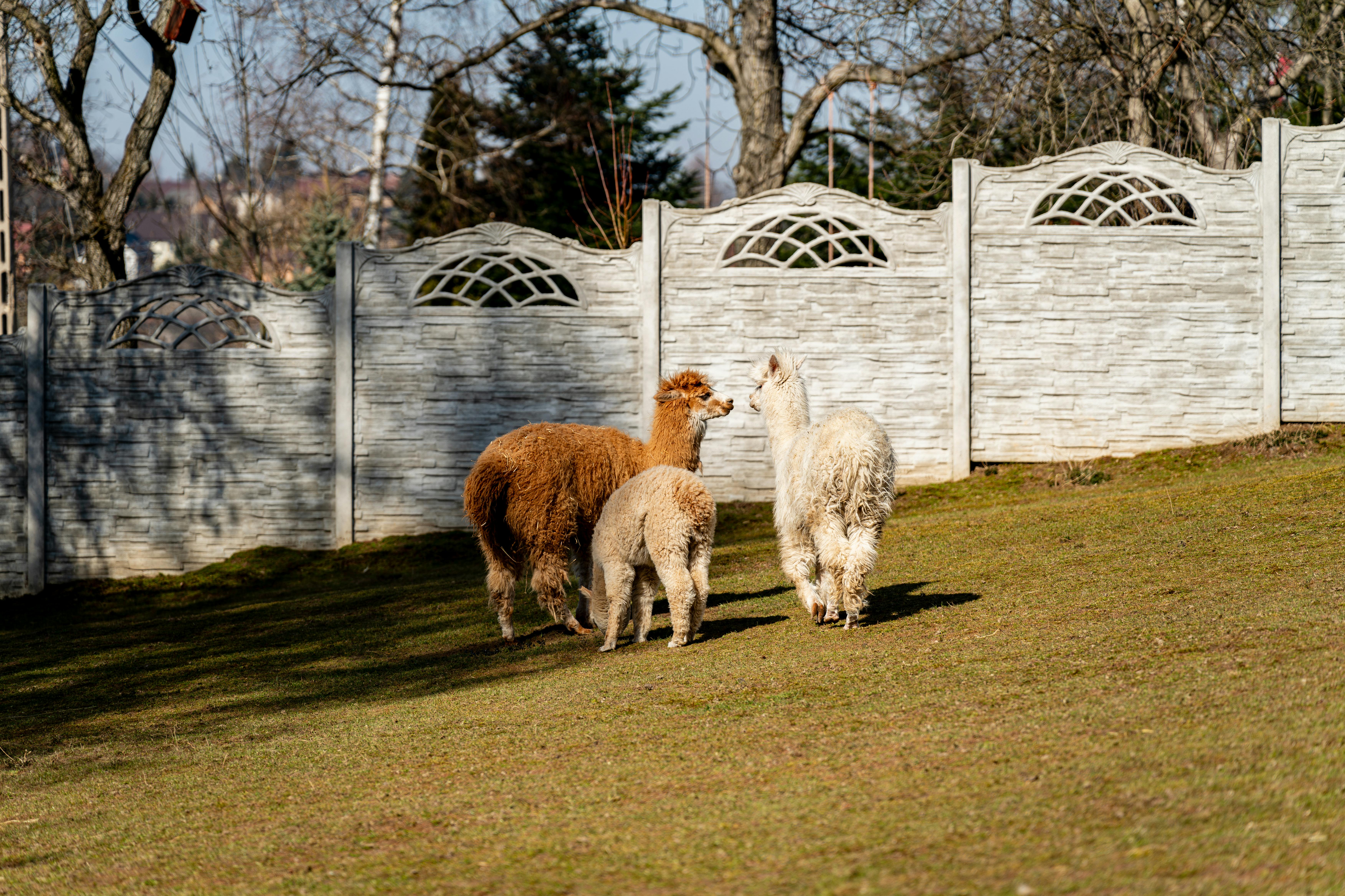 Three Alpacas Grazing in a Sunny Yard · Free Stock Photo